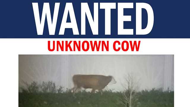 Police place cow on wanted poster, say it's been eluding them for months