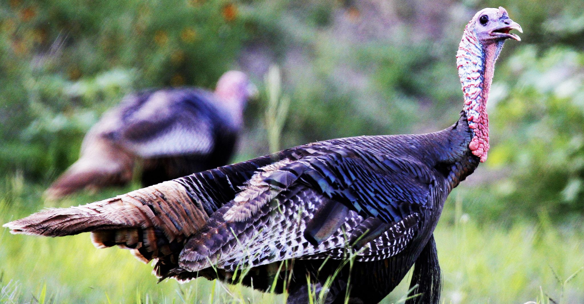 Spring turkey outlook: A bunch of young jakes