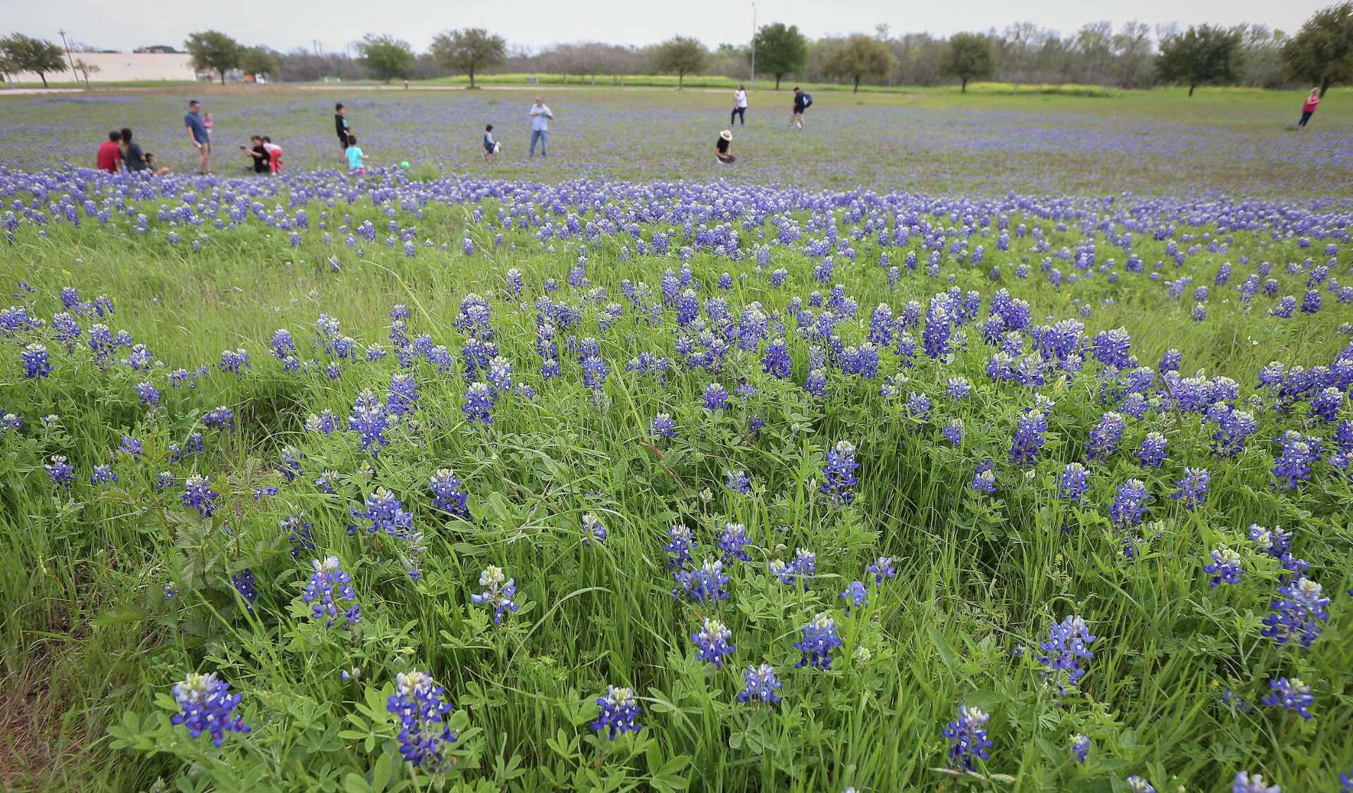 Bluebonnets blooming in Brenham