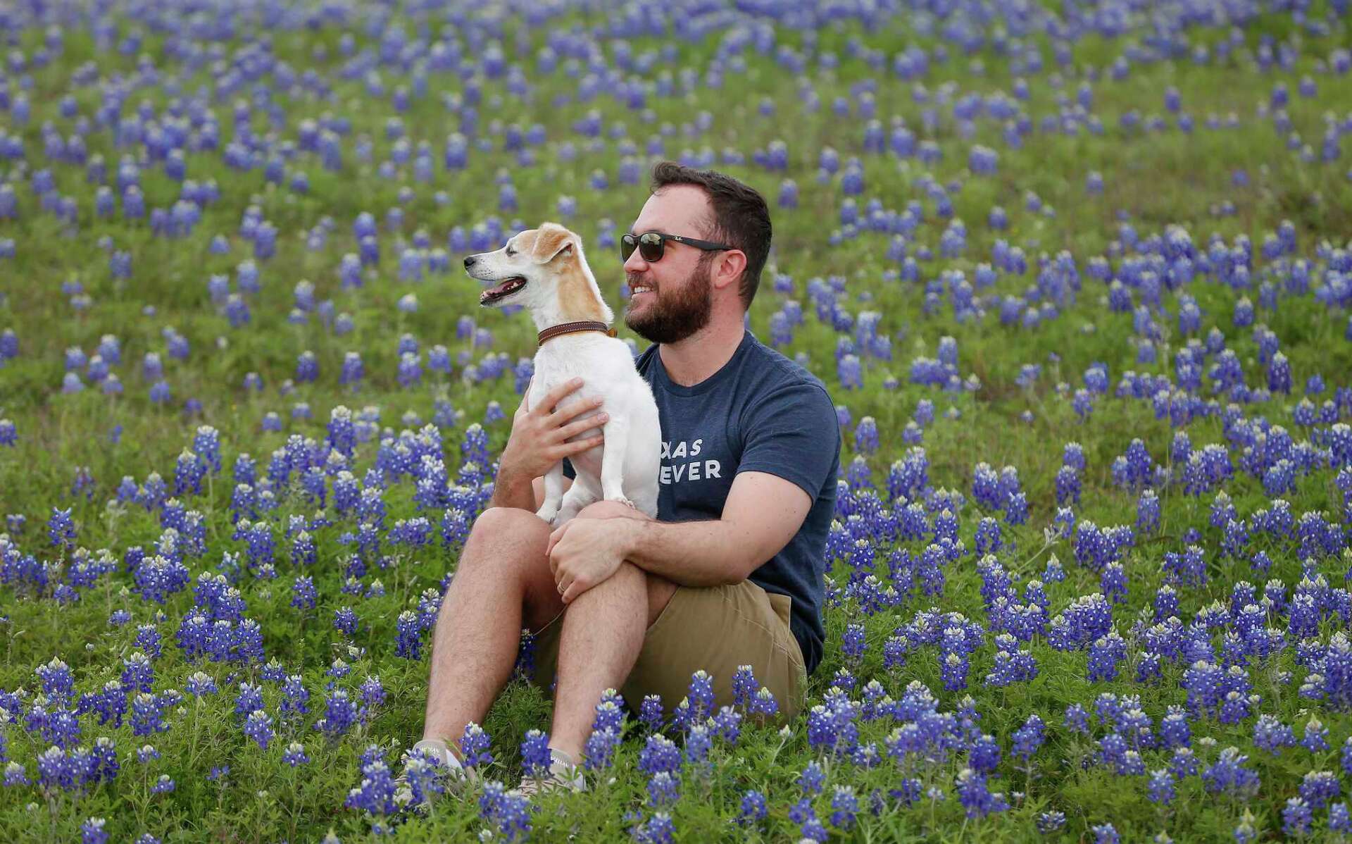 Bluebonnets blooming in Brenham
