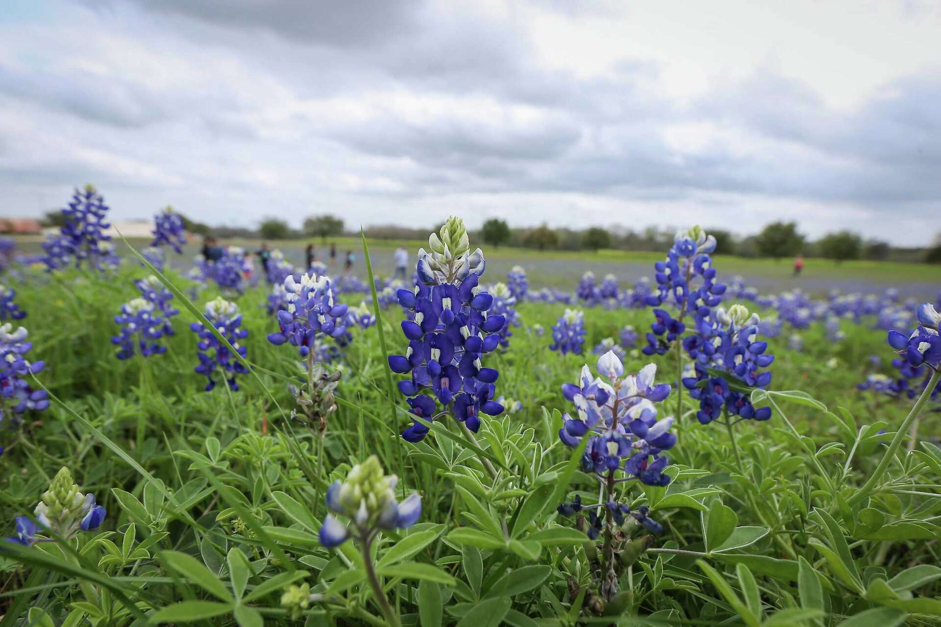 Bluebonnets blooming in Brenham
