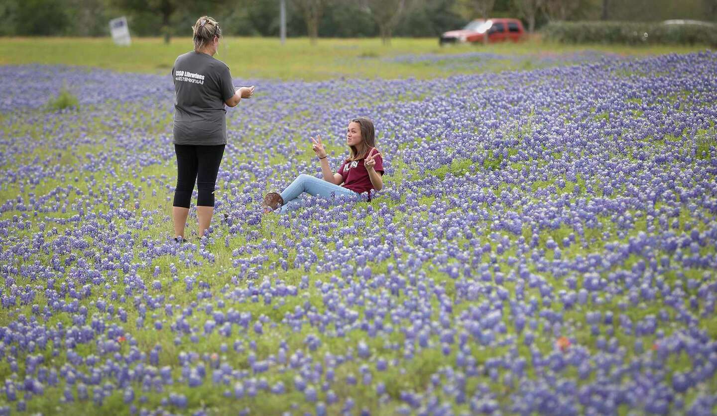 Bluebonnets blooming in Brenham
