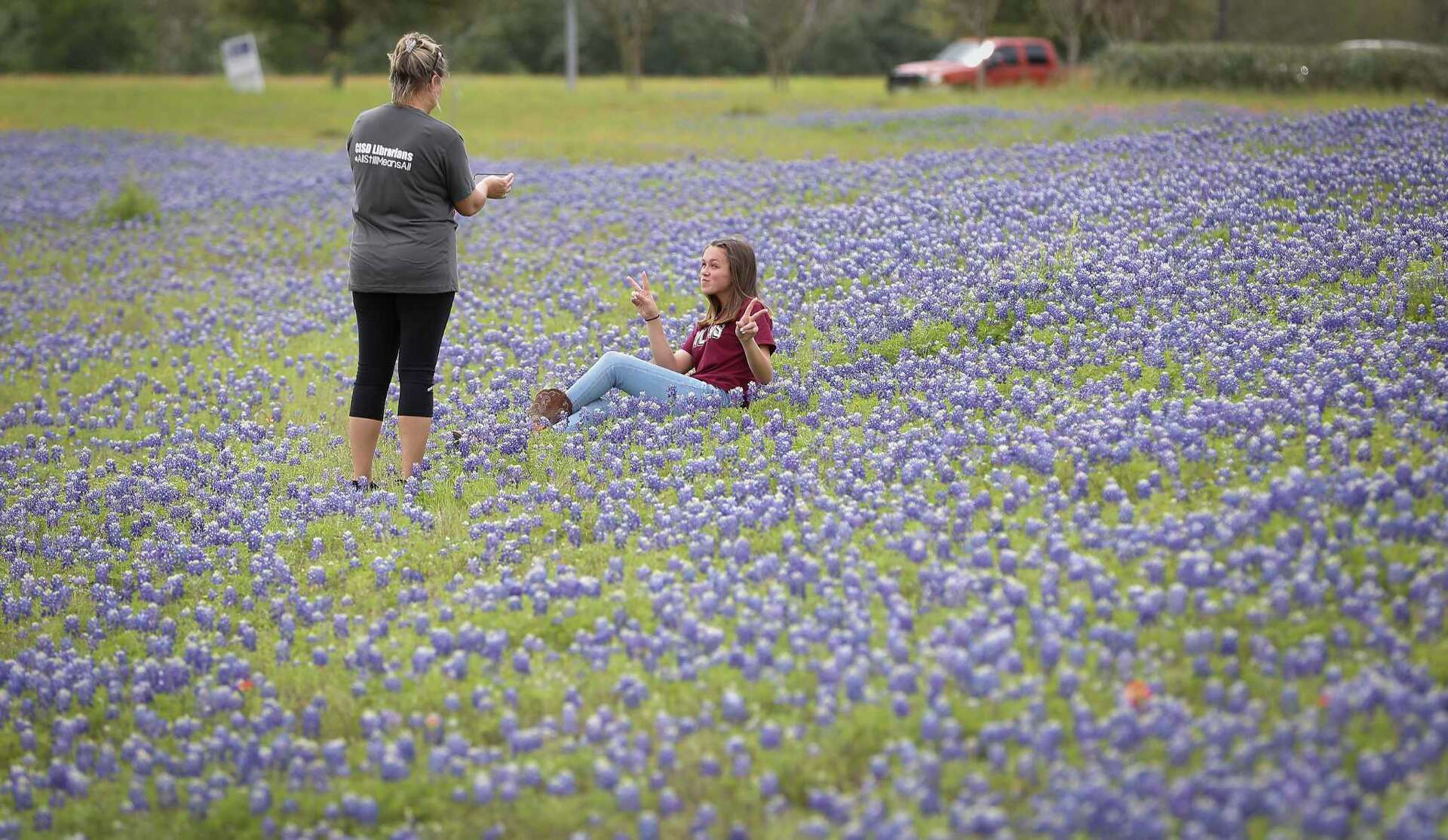 Bluebonnets blooming in Brenham