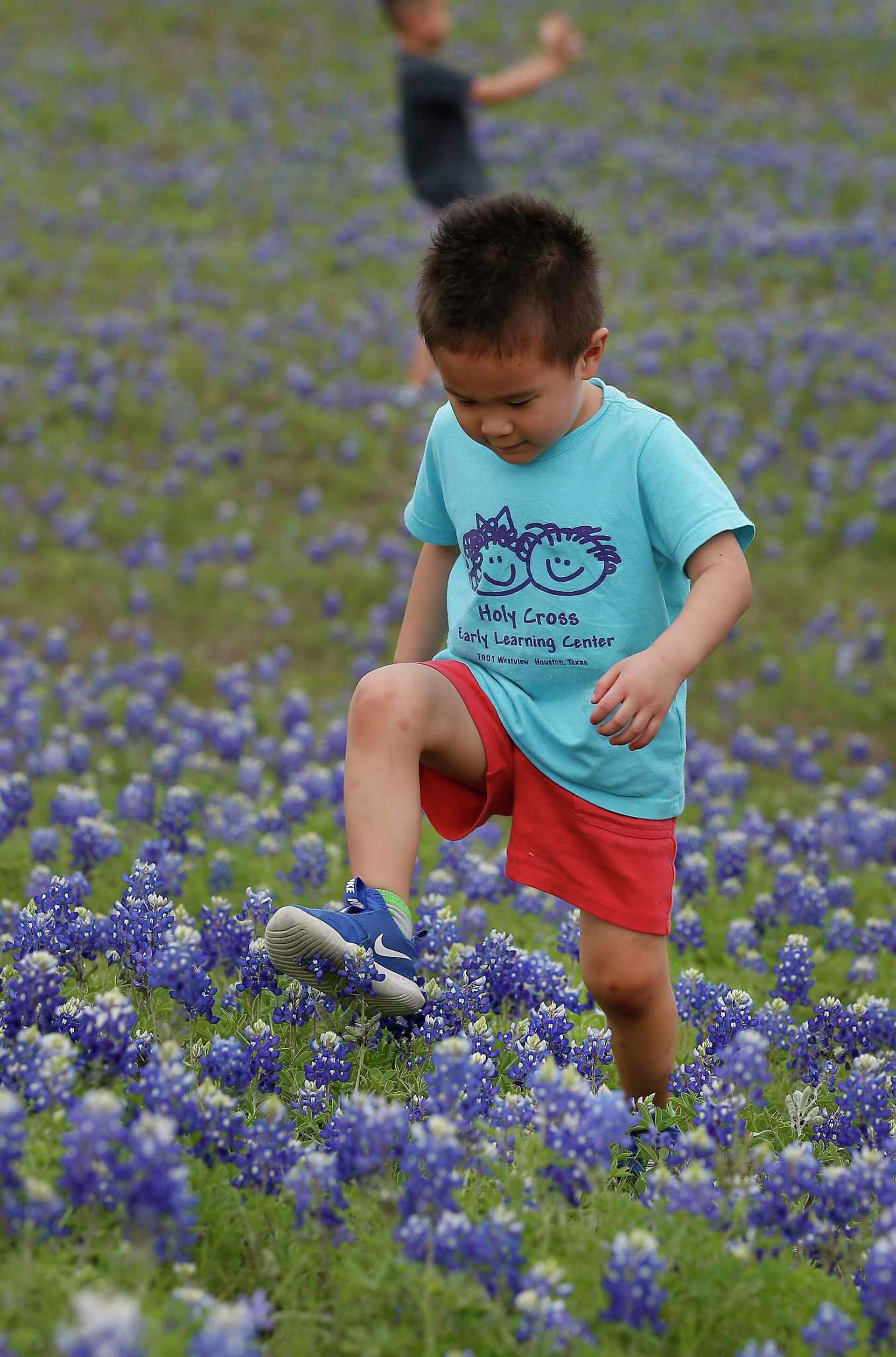 Bluebonnets blooming in Brenham