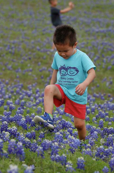 Bluebonnets blooming in Brenham