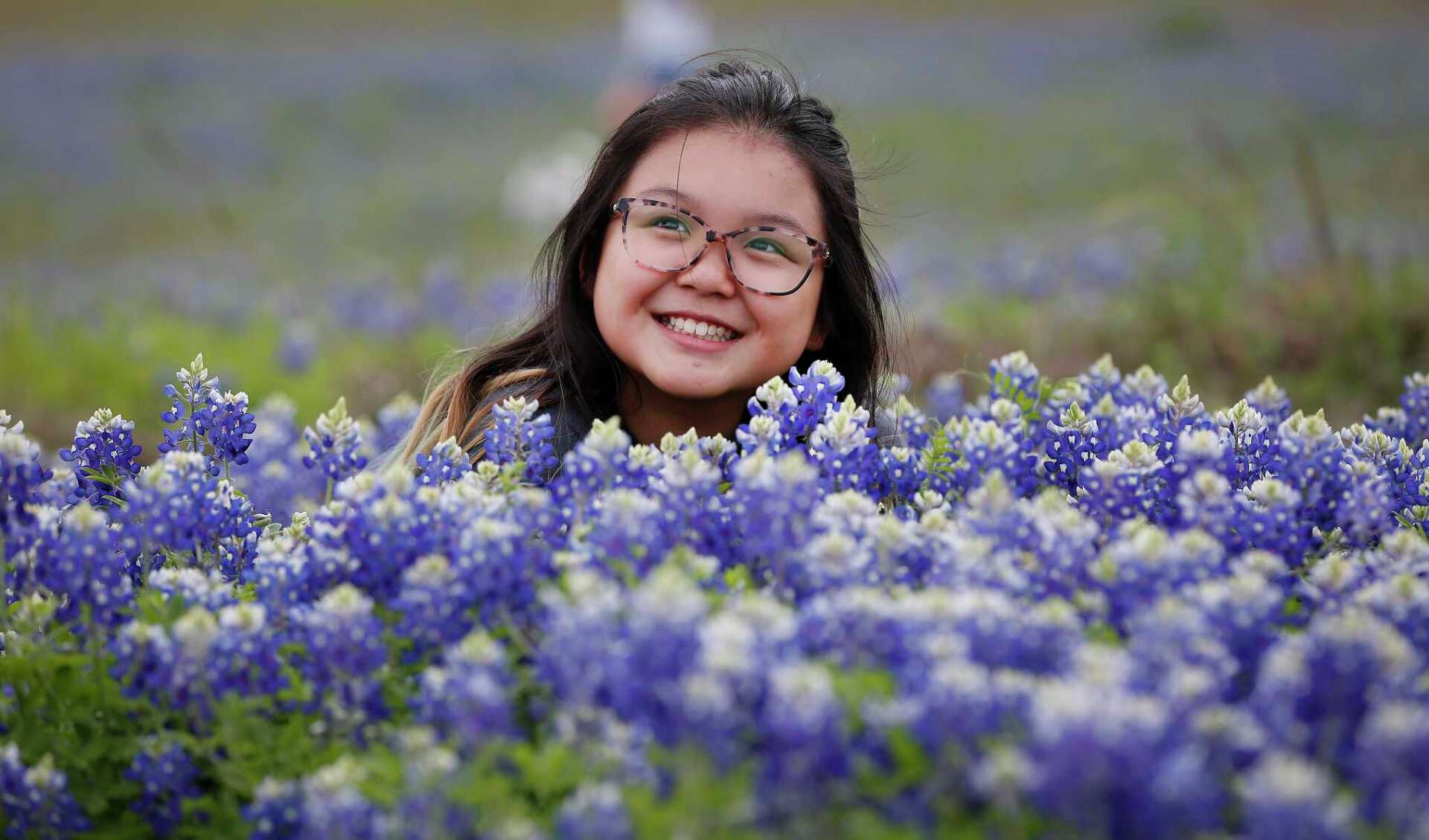 Bluebonnets blooming in Brenham
