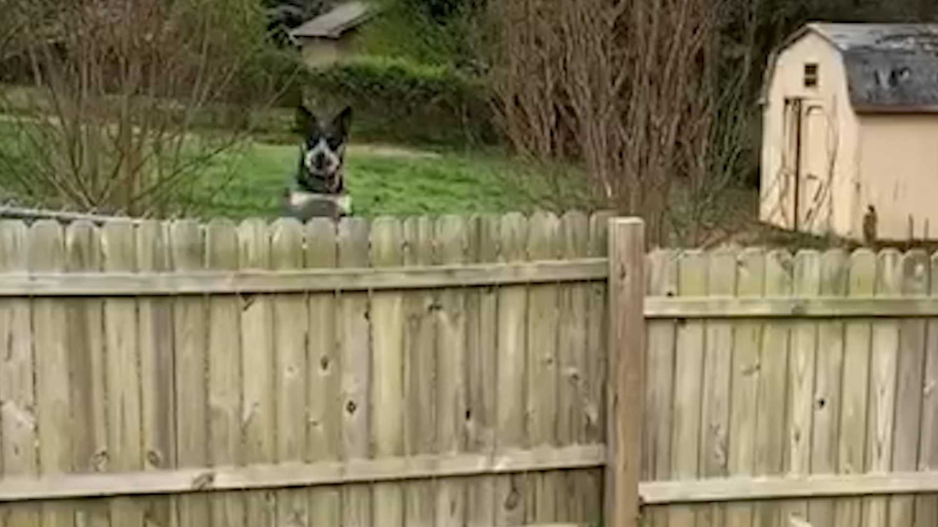 How dogs do social distancing