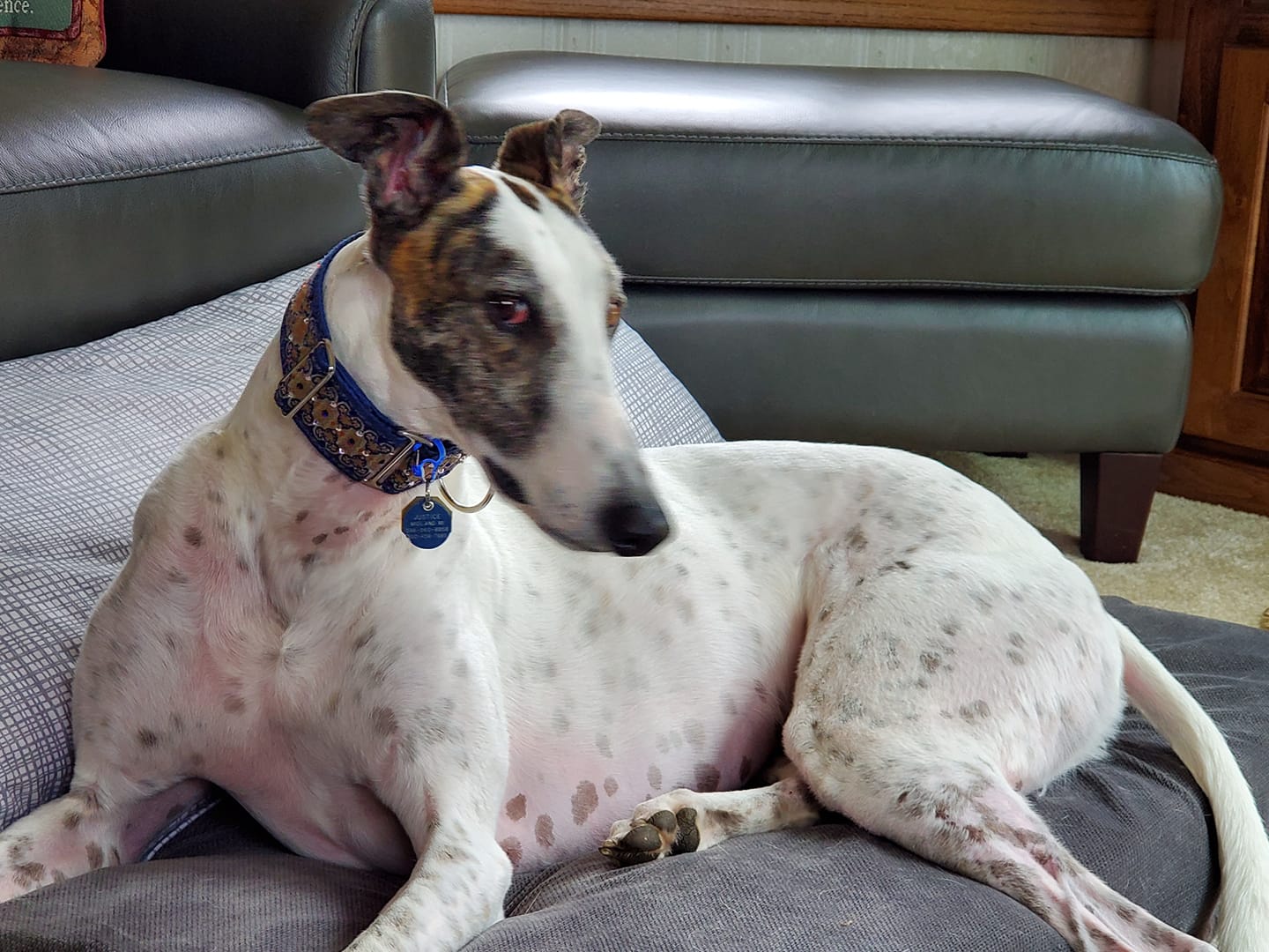 Local dogs (and some cats!) in honor of National Puppy Day - March 23, 2020