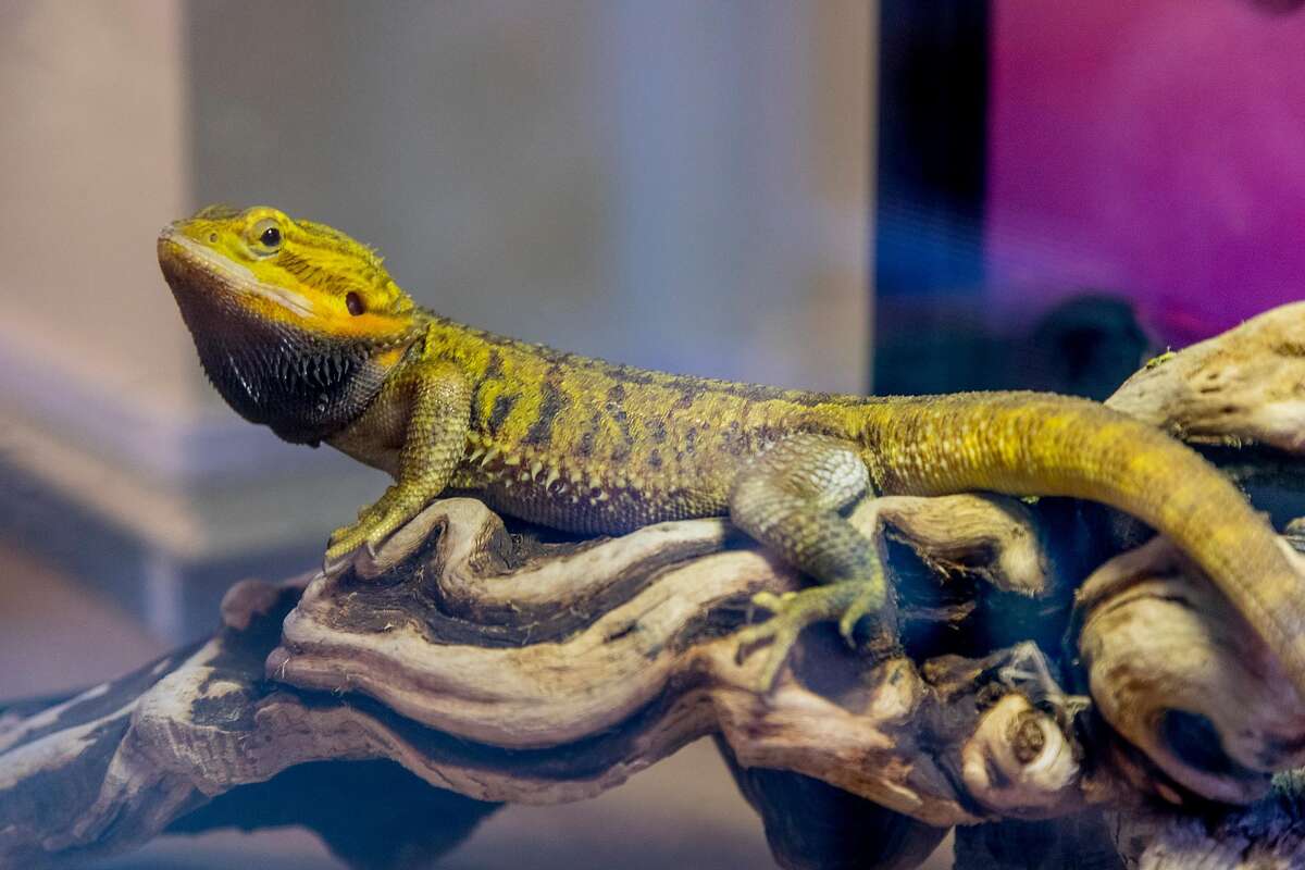 A positive effect of coronavirus? Overlooked animals are being adopted