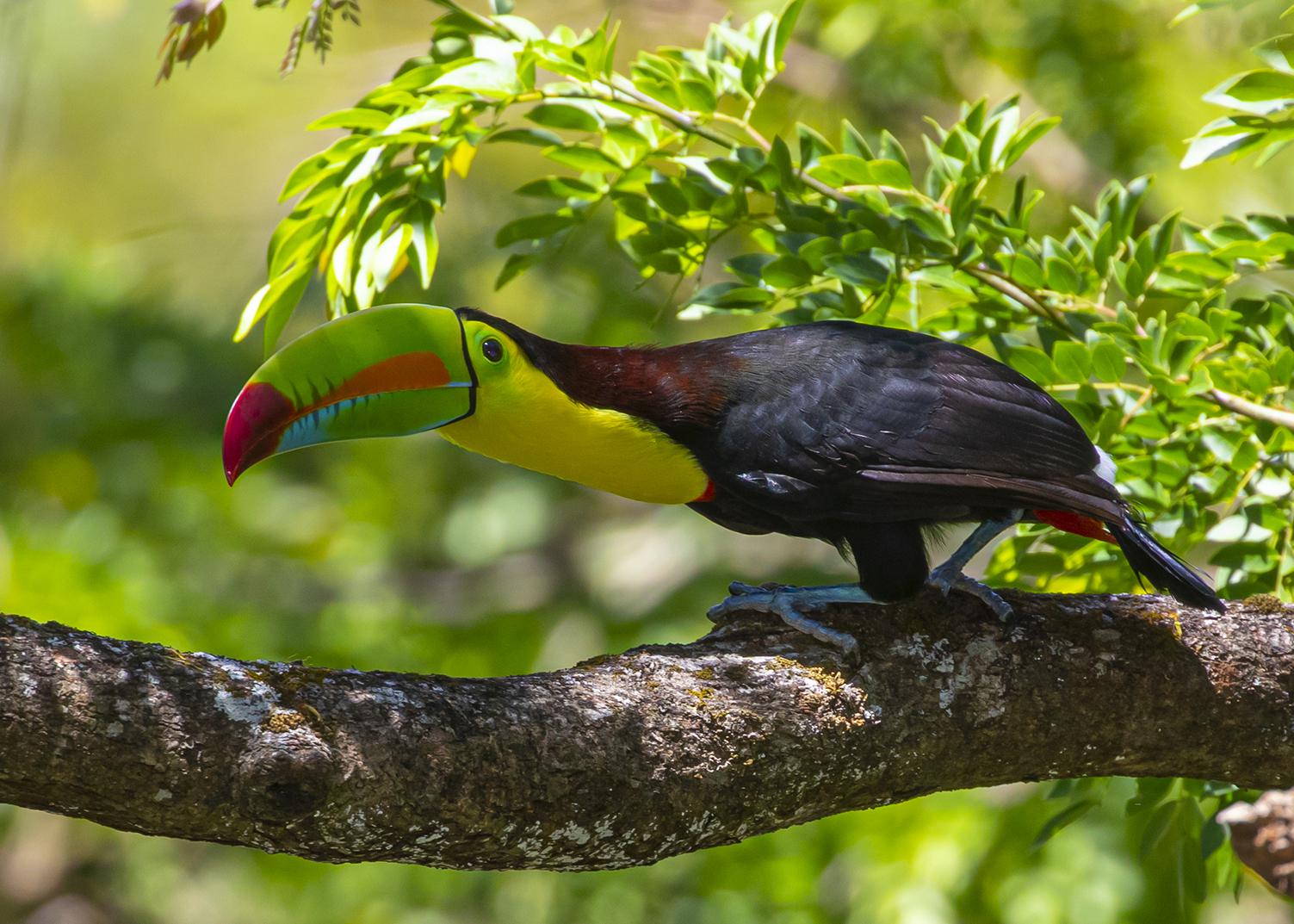 Meet a very special neotropical songbird - HoustonChronicle.com