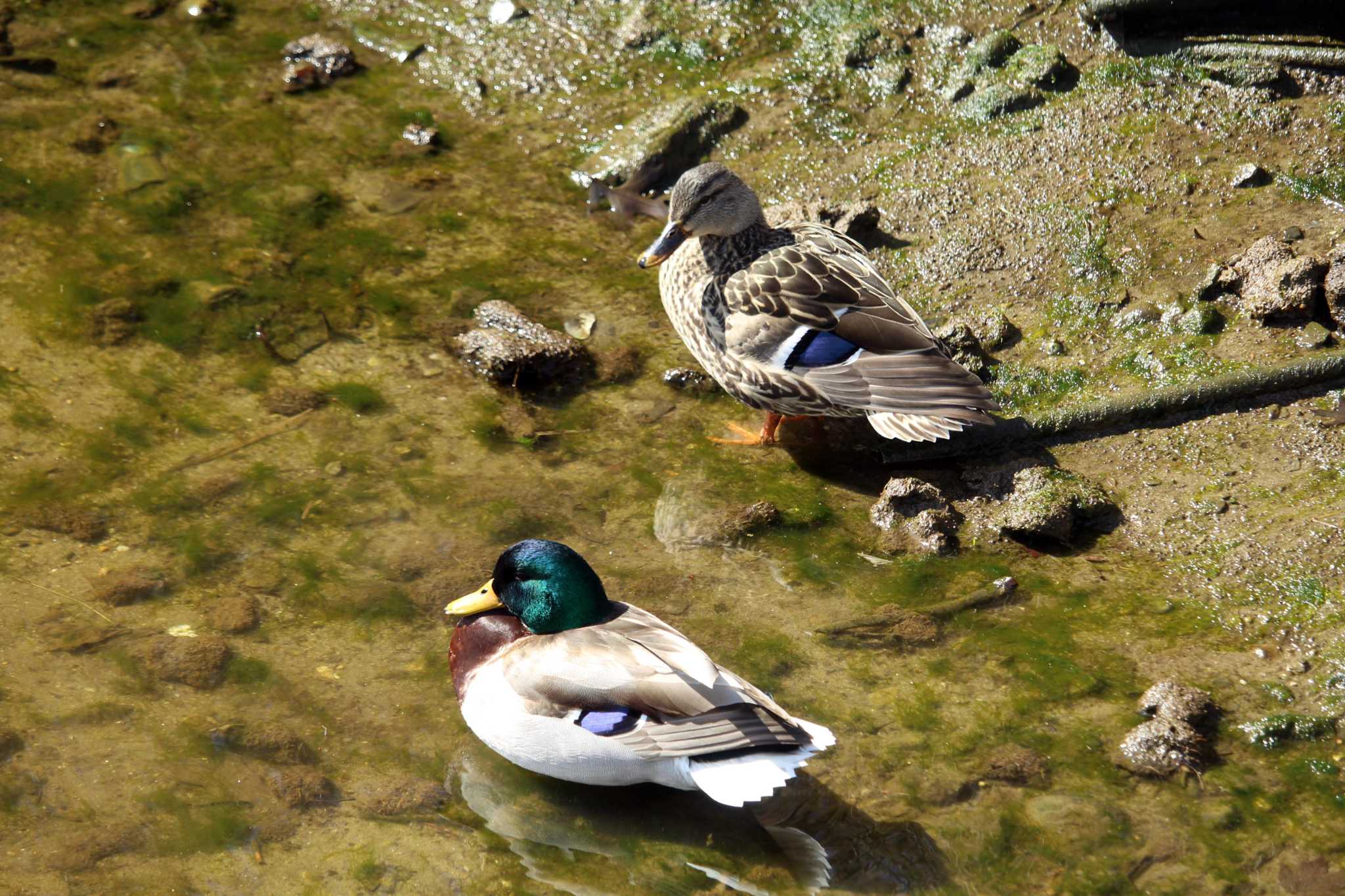Westport Views: Duck duo