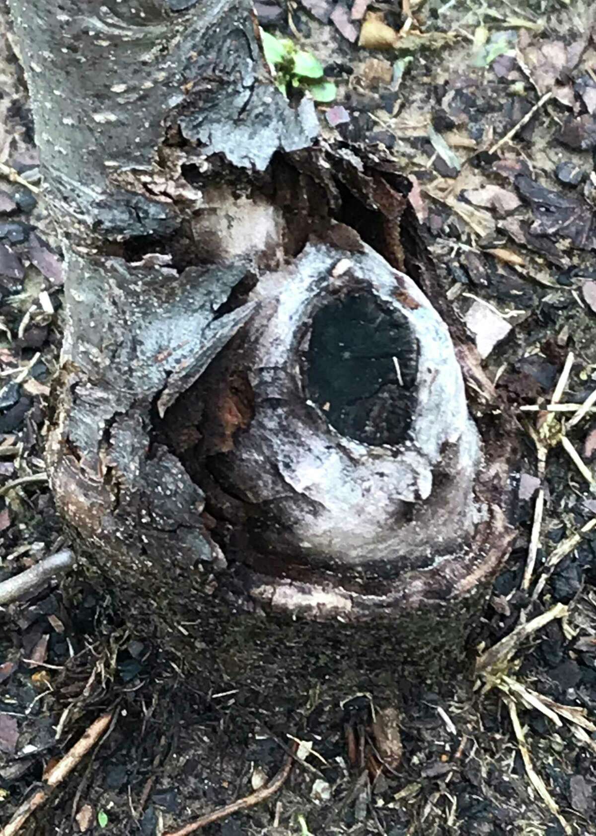 Neil Sperry: Take all root rot remains a problem for San Antonio lawns