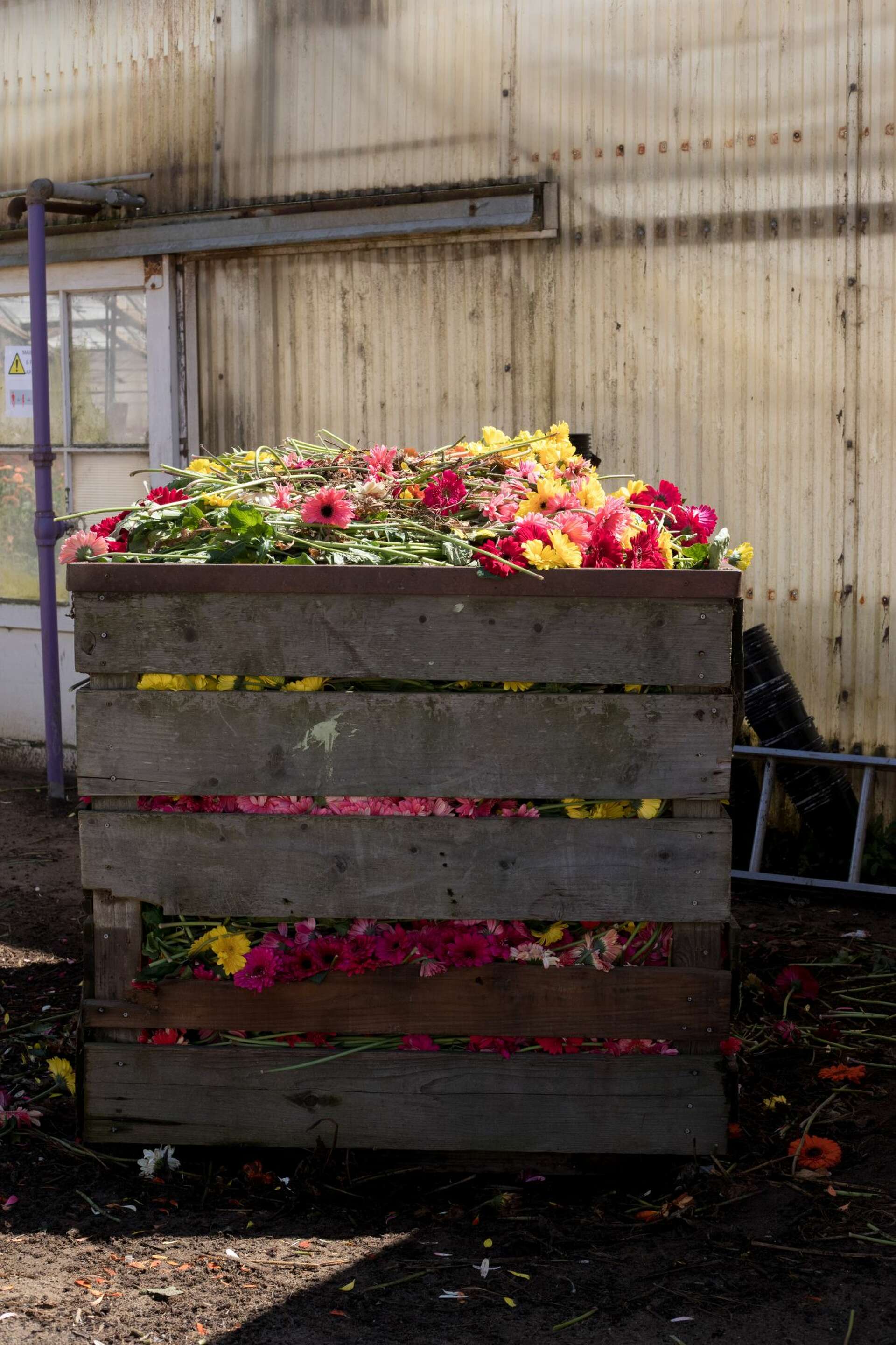Millions of dollars worth of SF flowers wither away as coronavirus ...