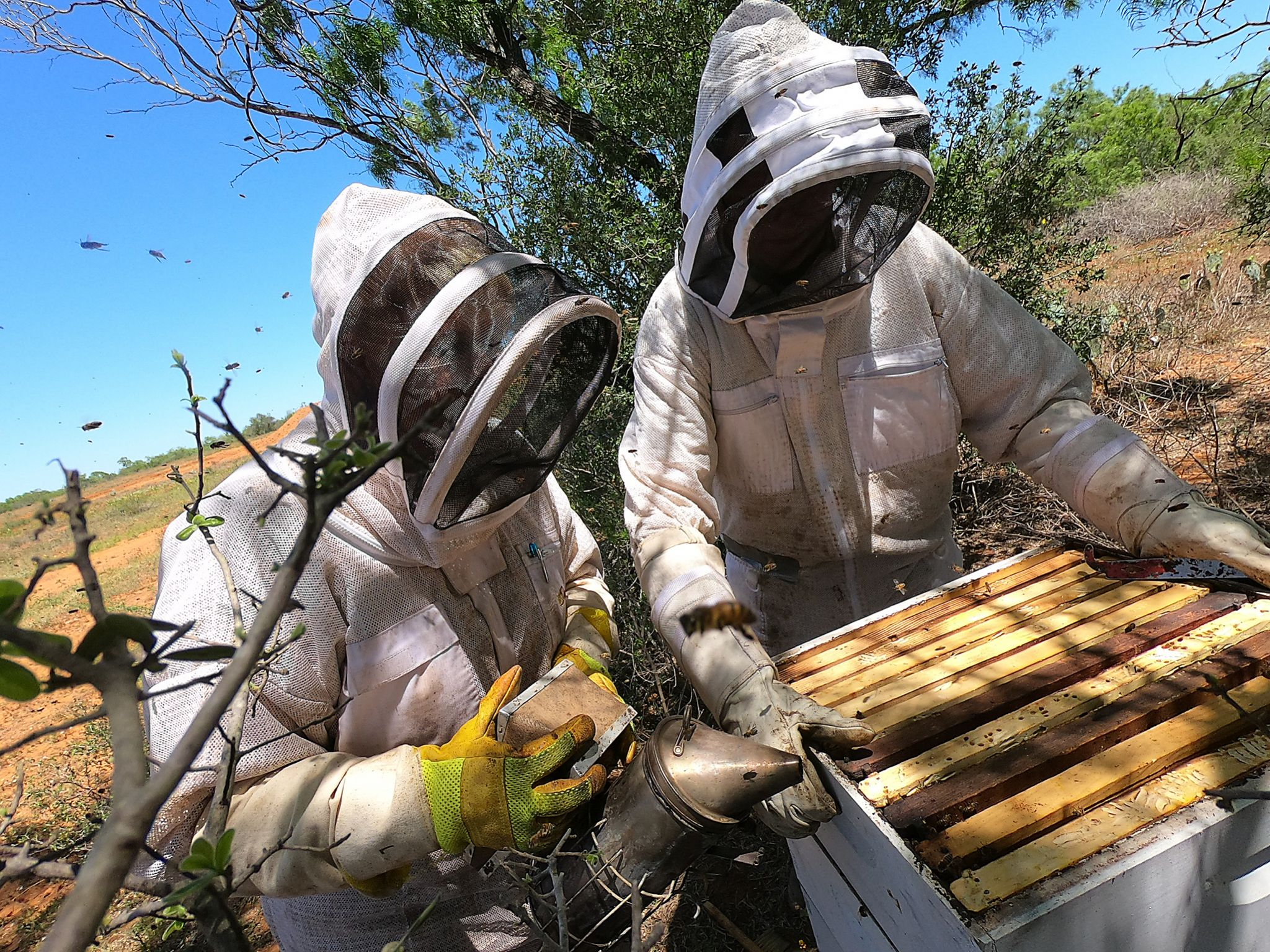 Laredo sustainable farm prospers despite coronavirus pandemic