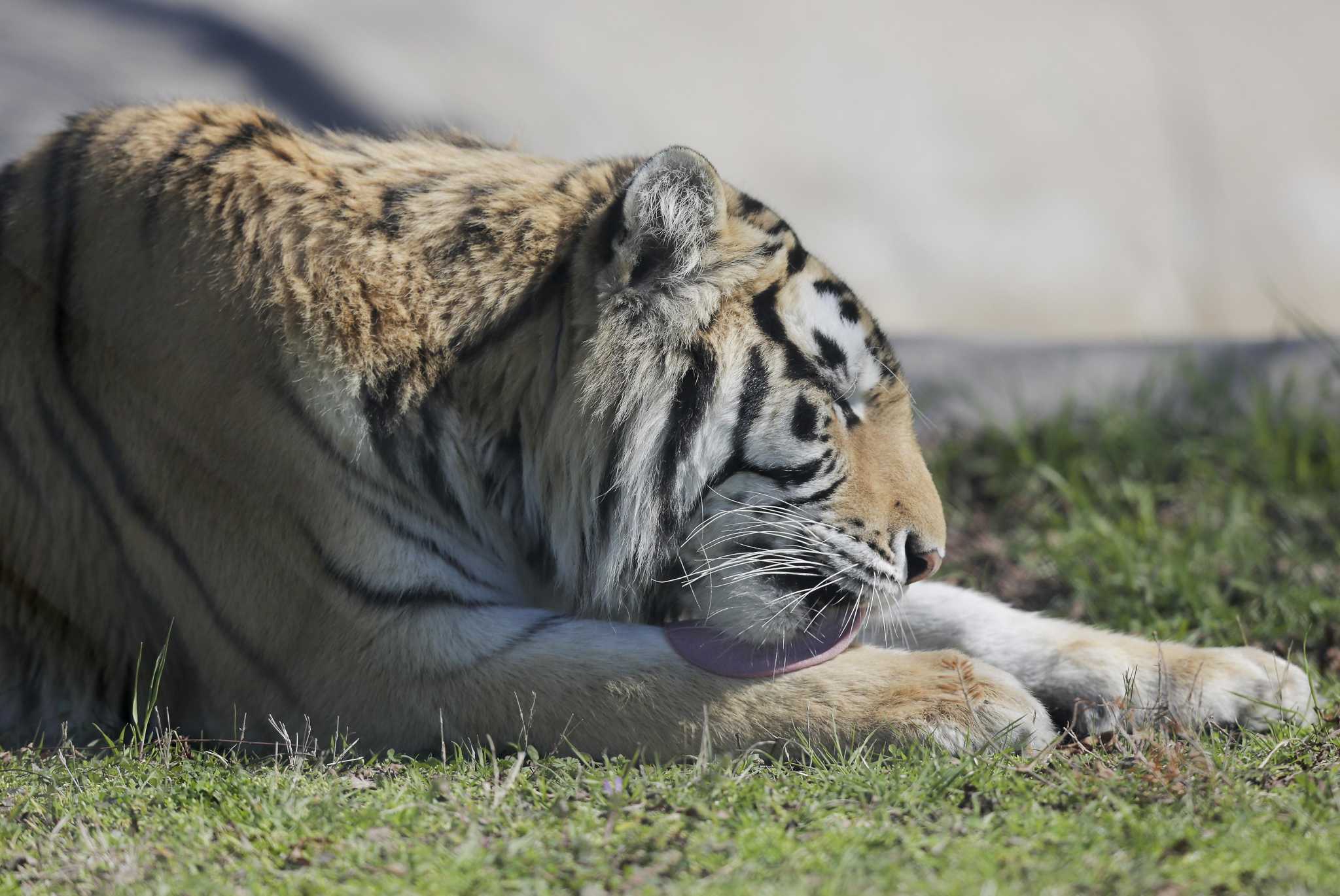 Houston has a 'Tiger King' tale of its own. But this one has a happy ...