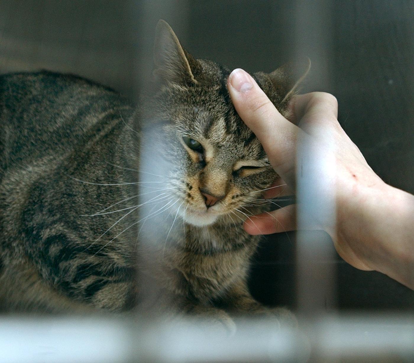 Bethel animal shelter offers reduced fees due to coronavirus