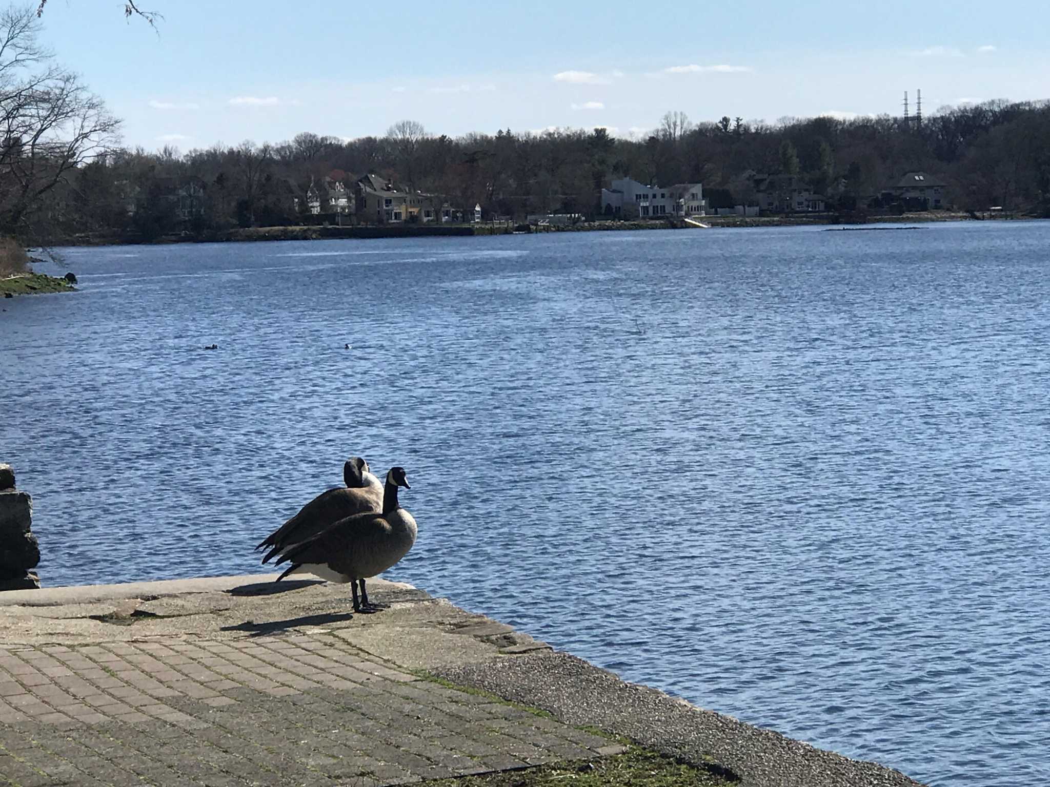Westport Views: Bird watching