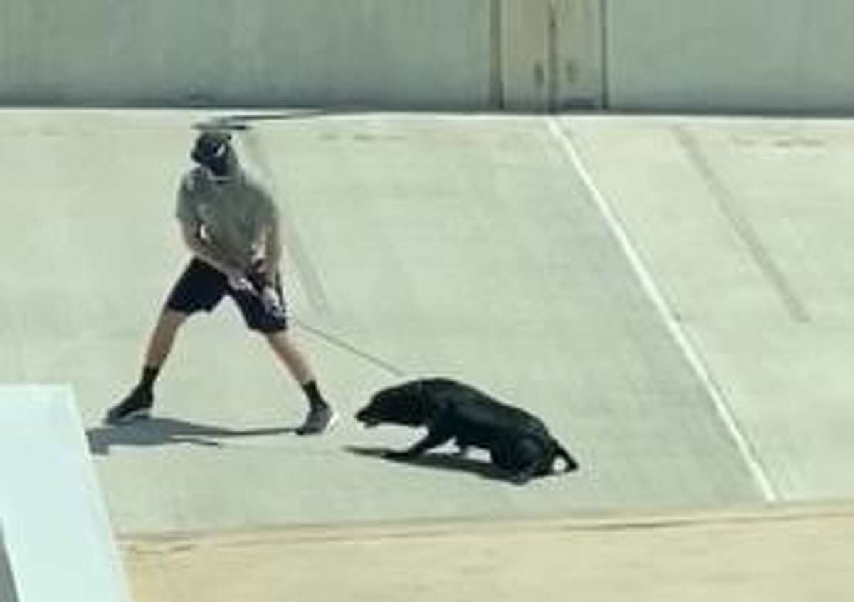 Man arrested on animal cruelty charges for allegedly beating senior lab ...