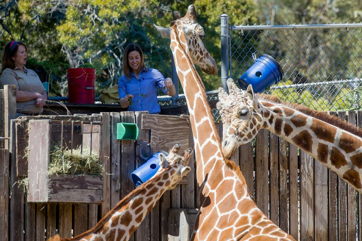 Oakland Zoo faces permanent closure if it doesn't reopen this month