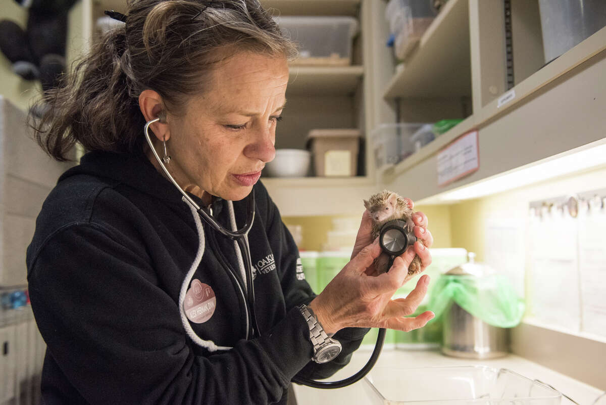 'Last thing to go will be care for animals': Oakland Zoo has used $1.5M ...