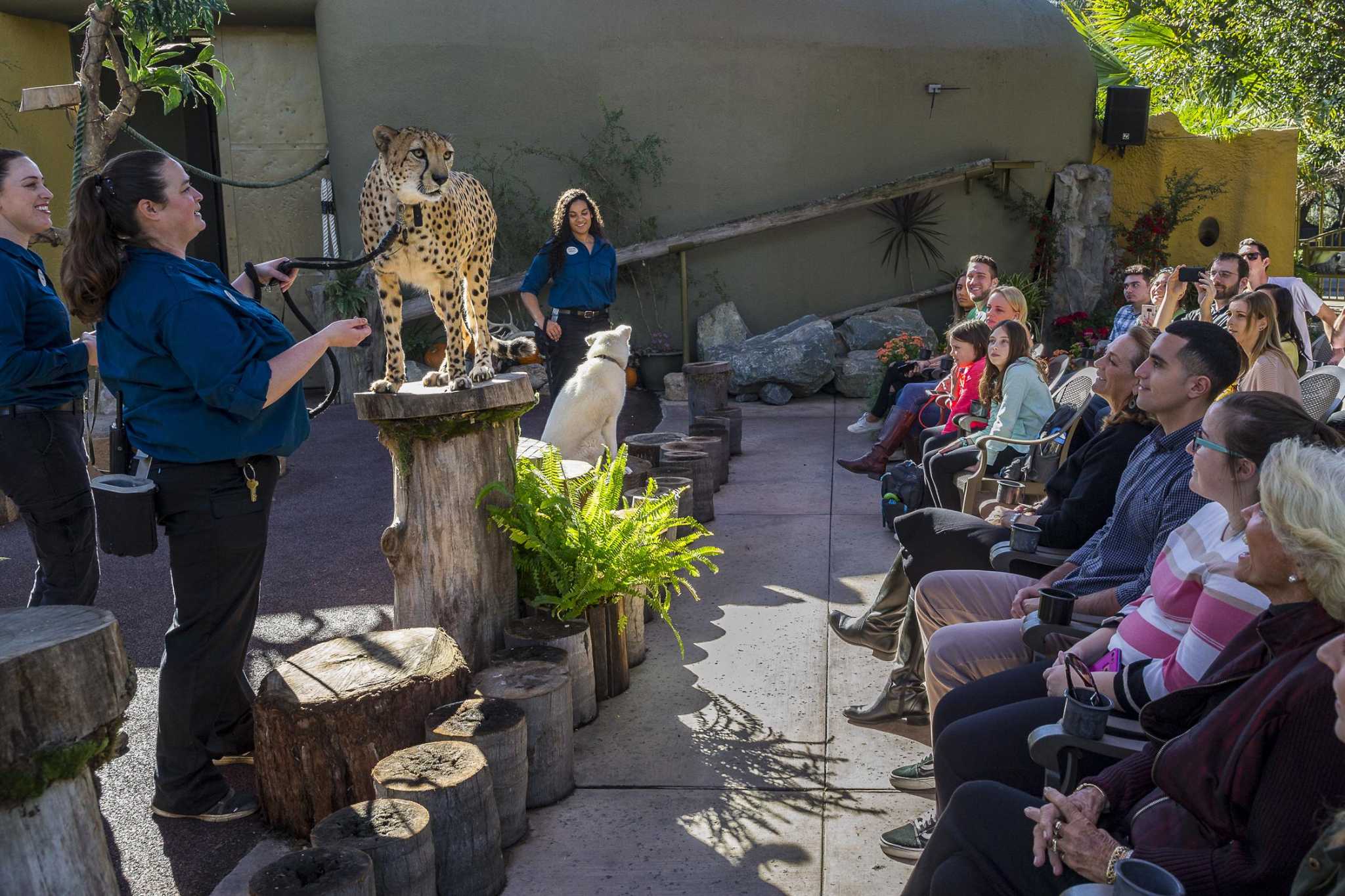 San Diego Zoo Global offers free online courses during pandemic