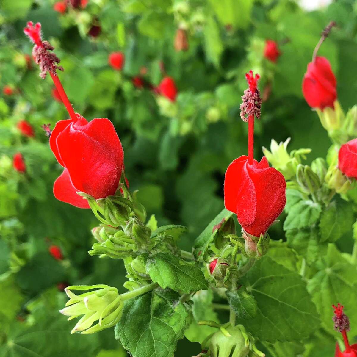 Neil Sperry: Turk’s cap is a great Texas native plant for your San ...
