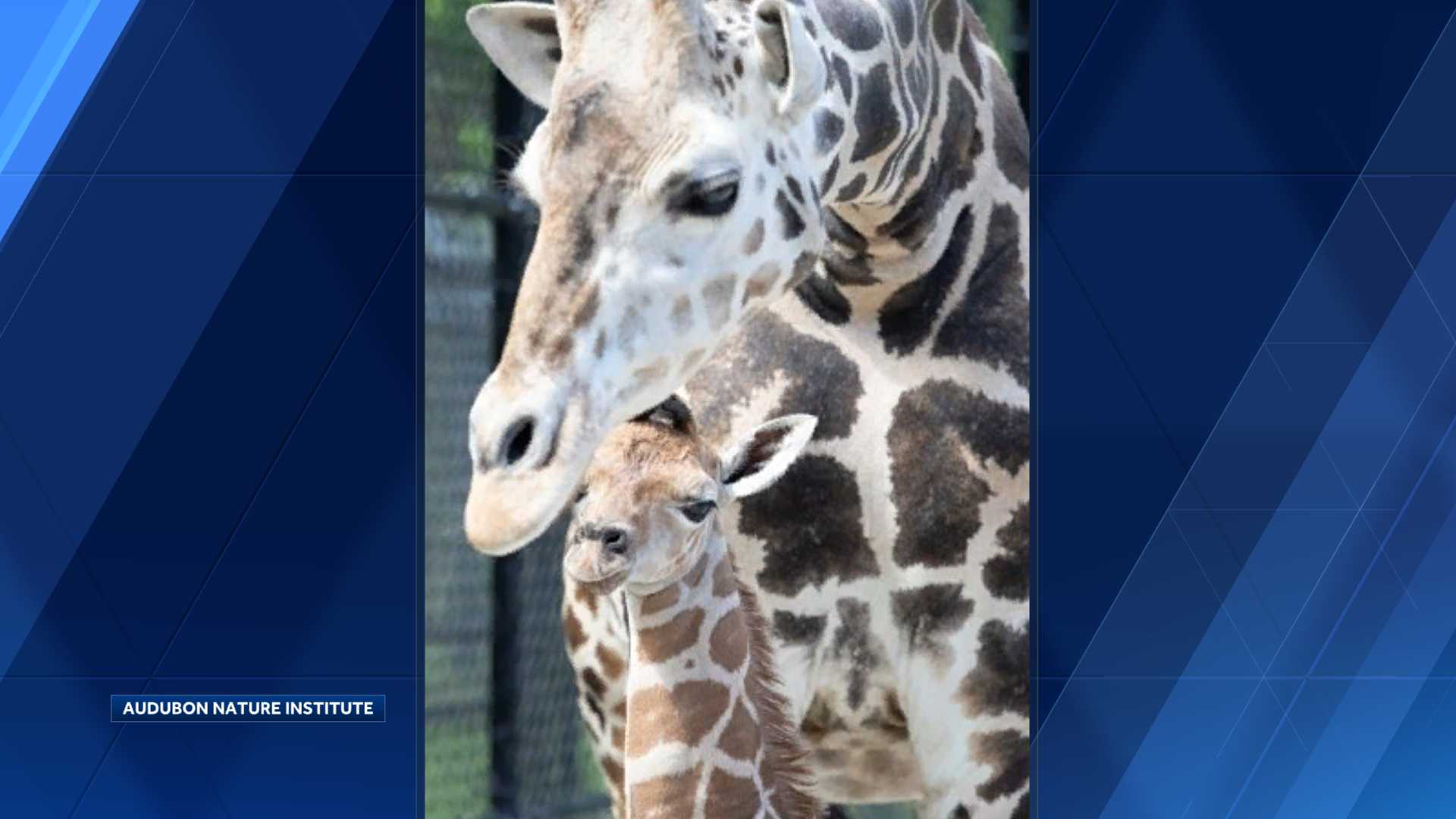 'Hope' the giraffe born in New Orleans amid pandemic