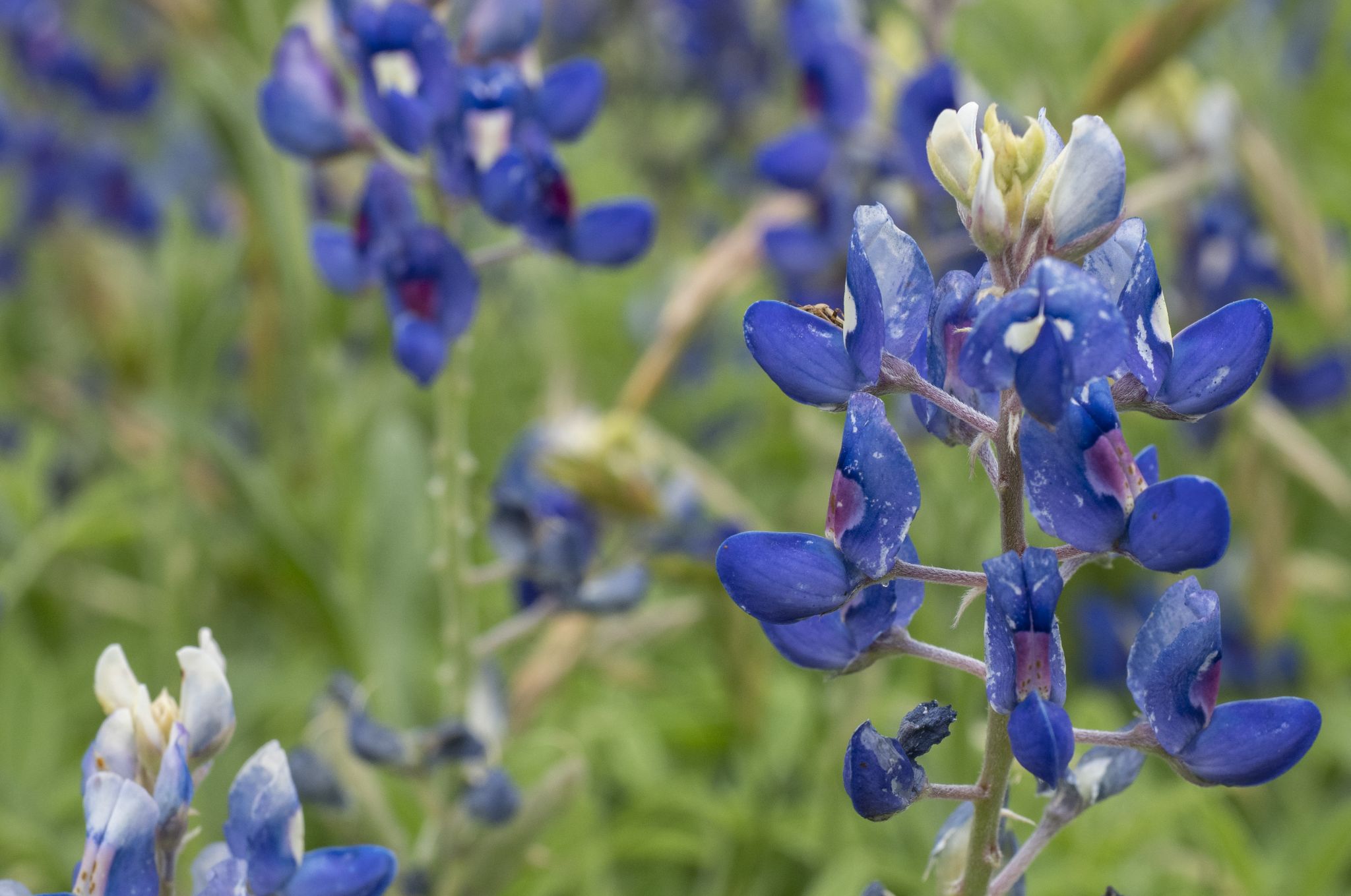 Flowers are at full bloom around Midland
