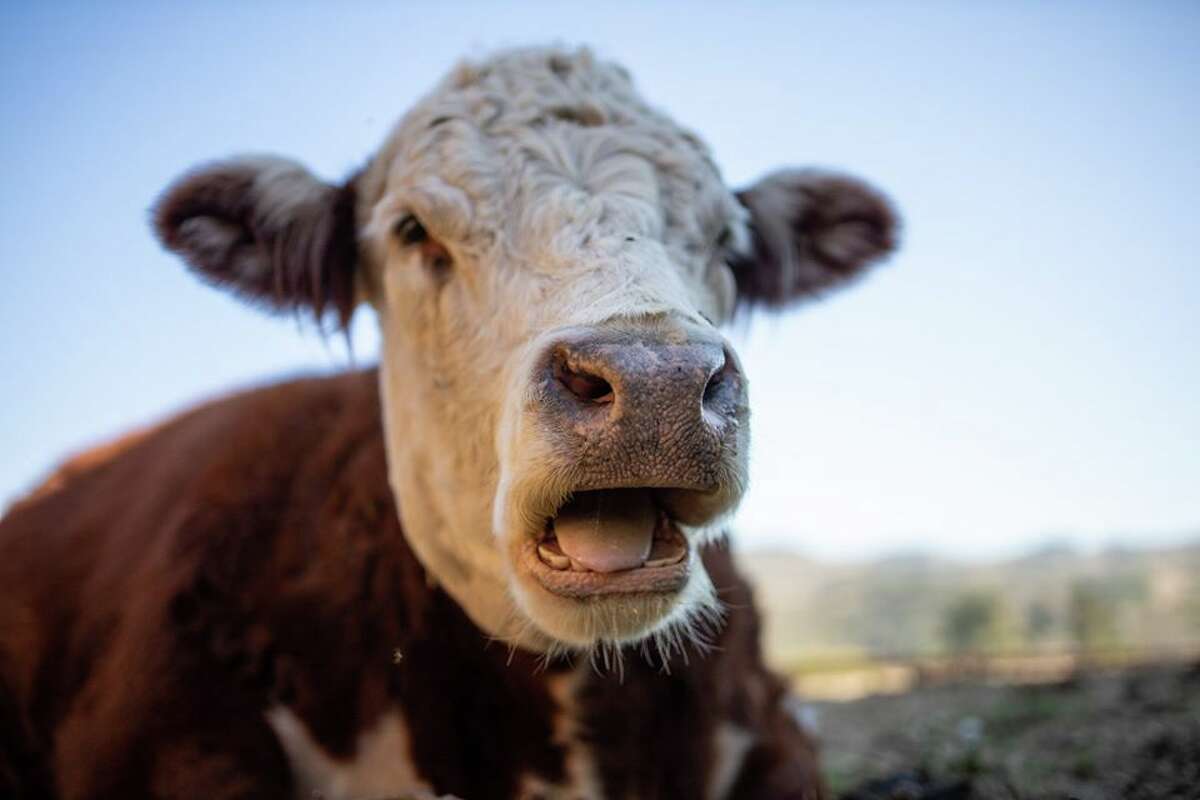 Bay Area farm offering goat and llama cameos for your next Zoom meeting