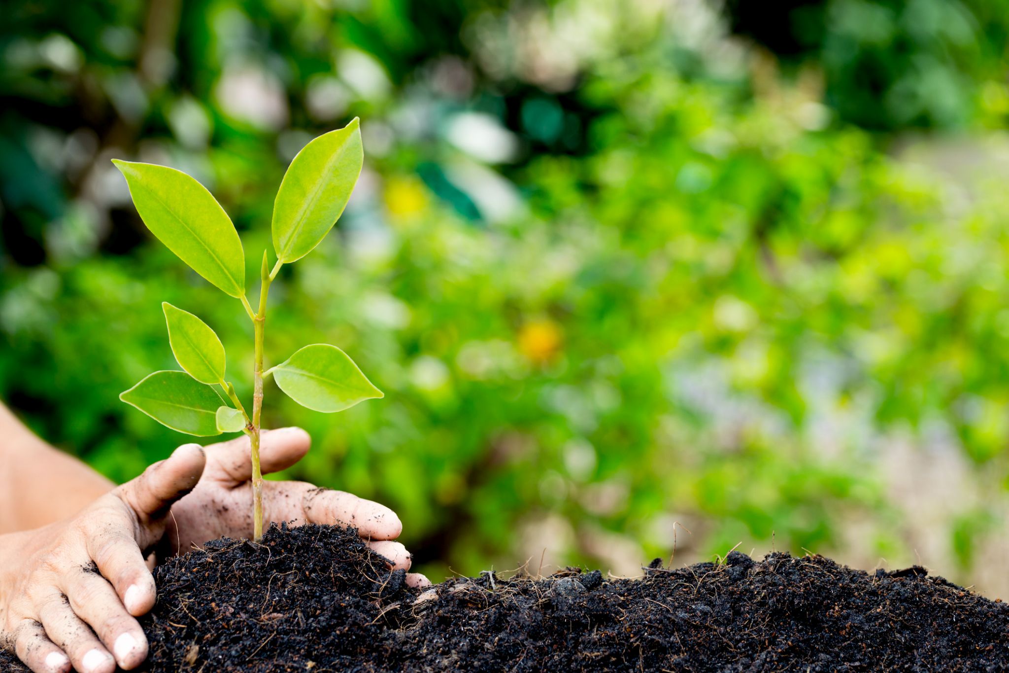 Celebrate Earth Day in Albany