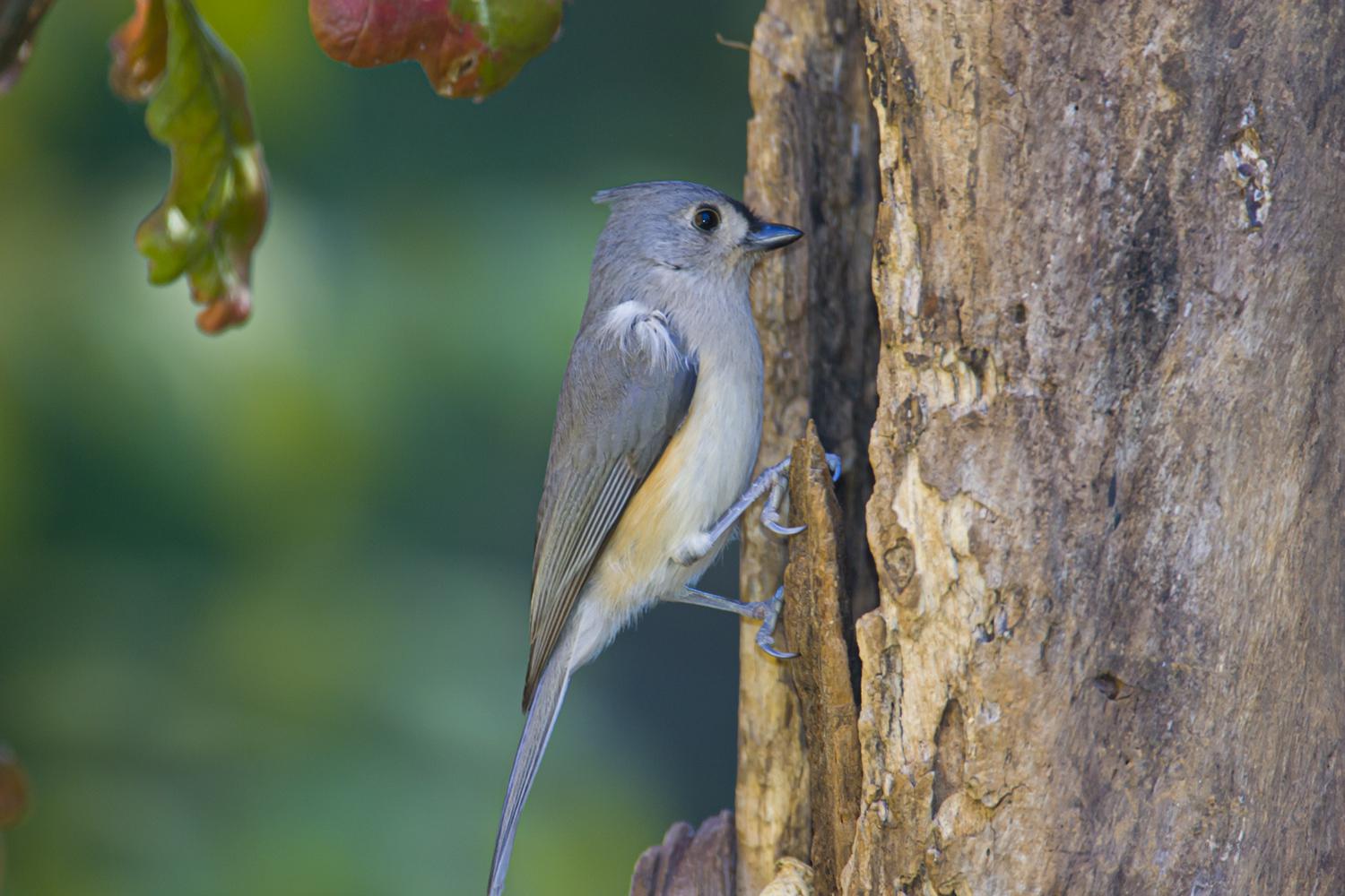 Houston wakes up to the bird sounds of tufted titmice