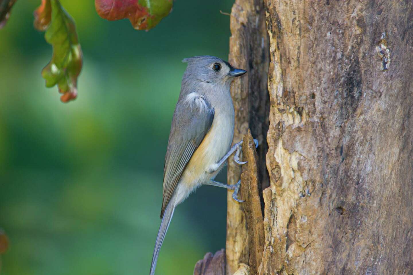 Houston wakes up to the bird sounds of tufted titmice