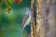 Houston wakes up to the bird sounds of tufted titmice