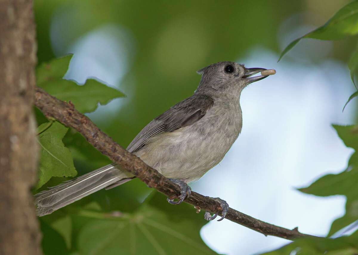 Houston wakes up to the bird sounds of tufted titmice