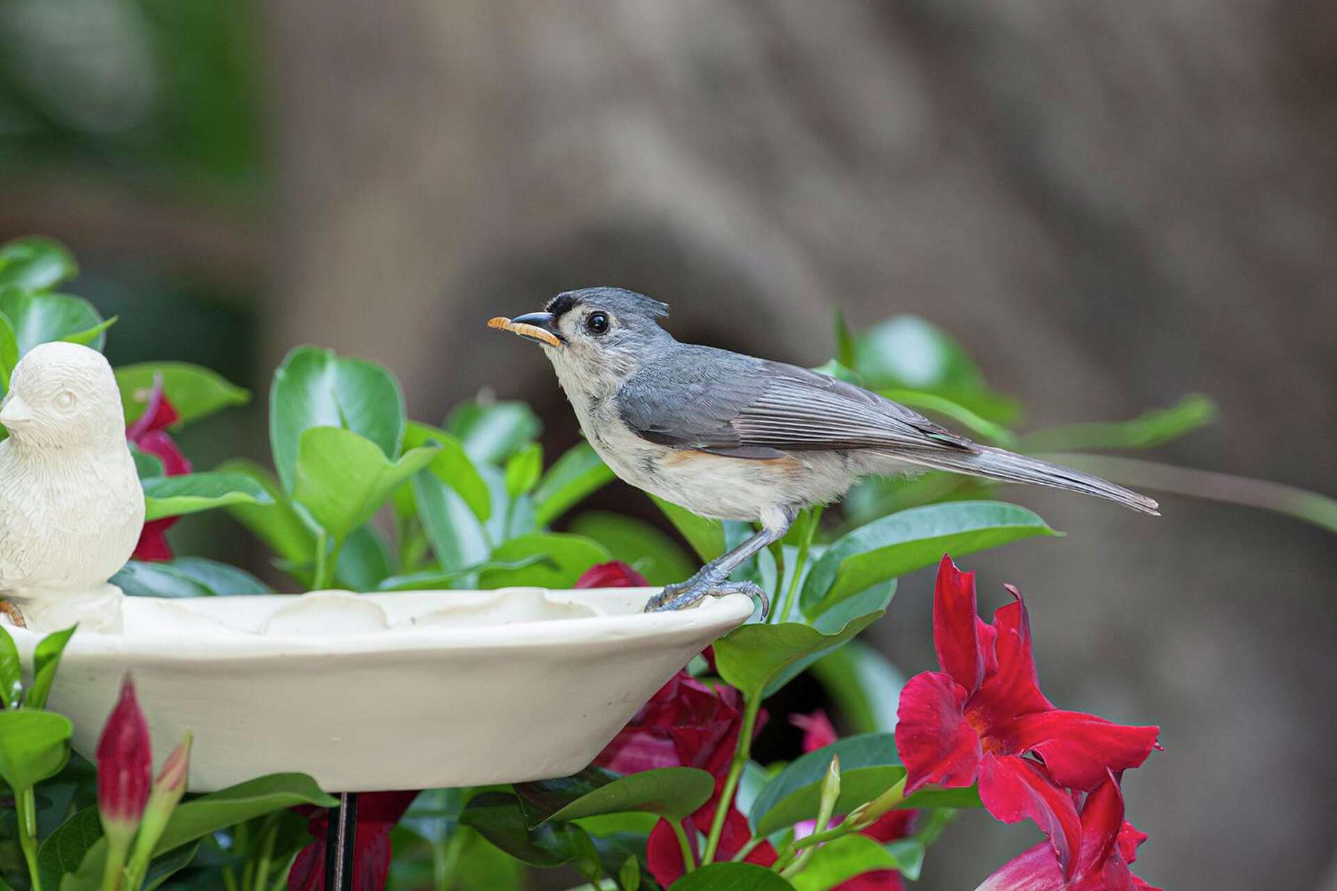 Houston wakes up to the bird sounds of tufted titmice