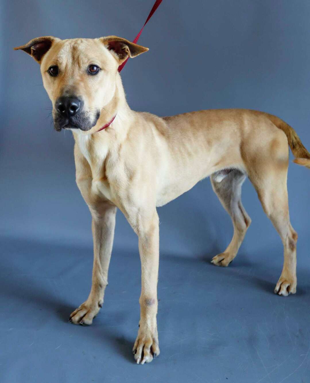 Meet Wylie & Oaklynn, two of Alvin Animal Shelter's longest-staying ...