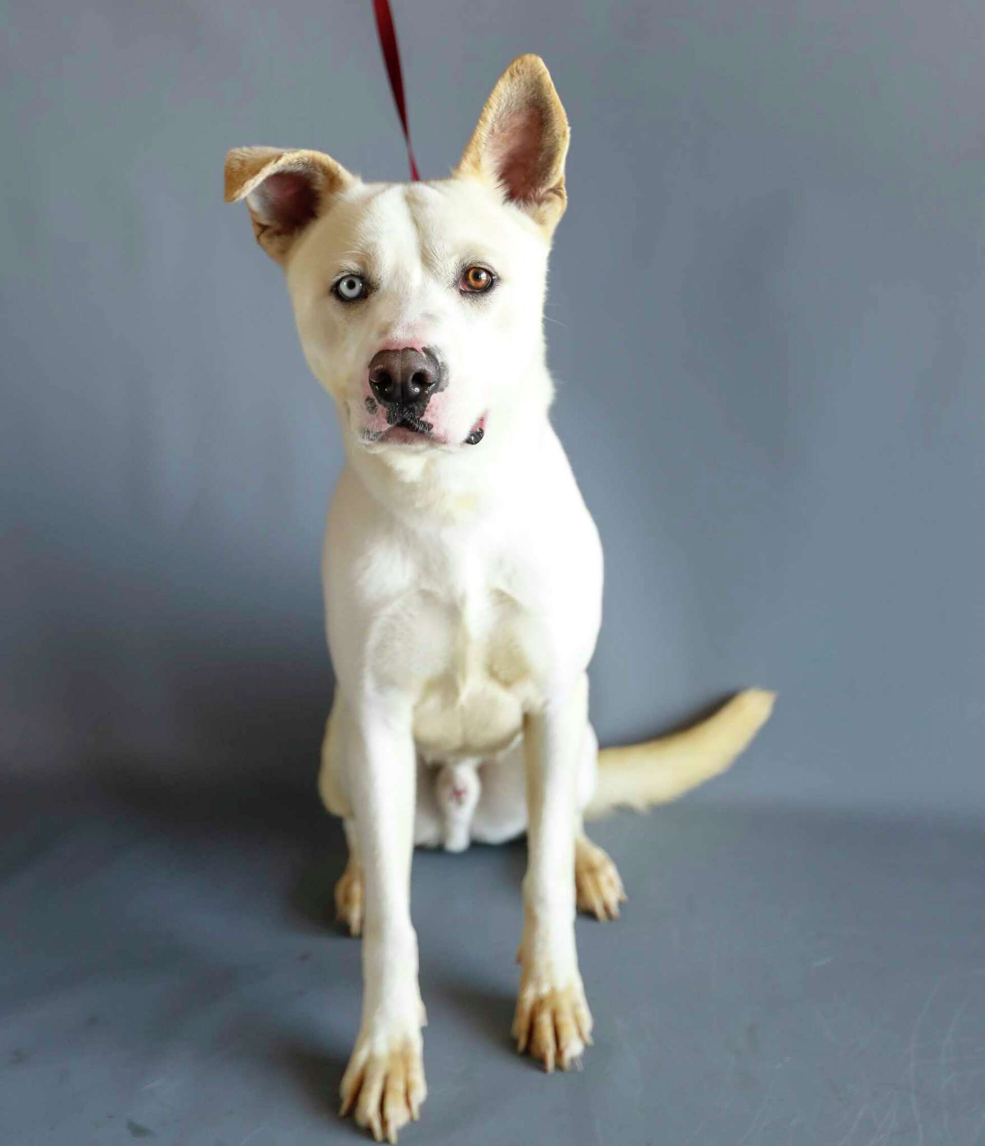 Meet Wylie & Oaklynn, two of Alvin Animal Shelter's longest-staying ...