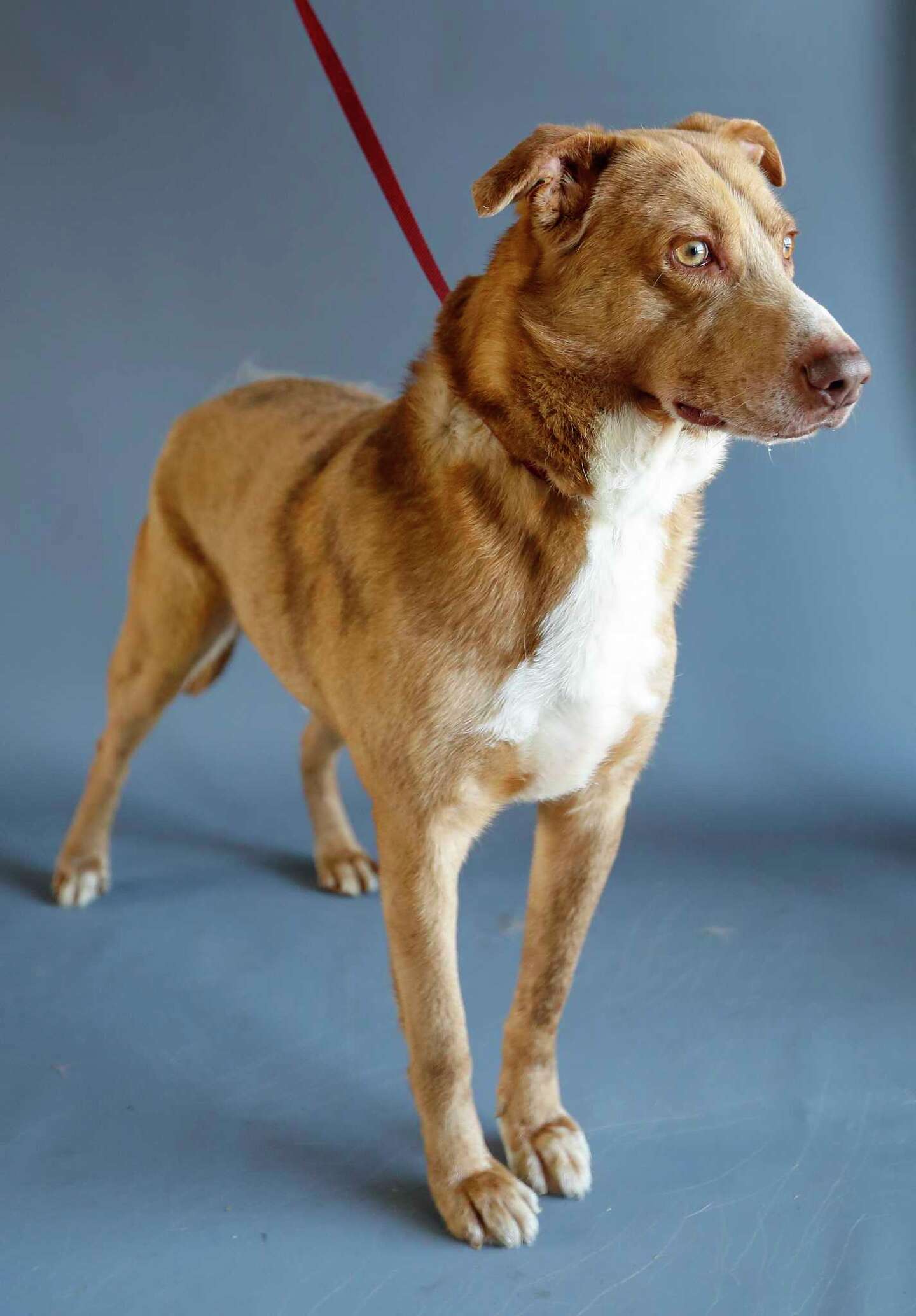 Meet Wylie & Oaklynn, two of Alvin Animal Shelter's longest-staying ...