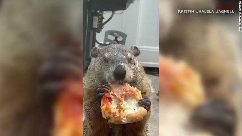 Groundhog eating pizza becomes internet sensation