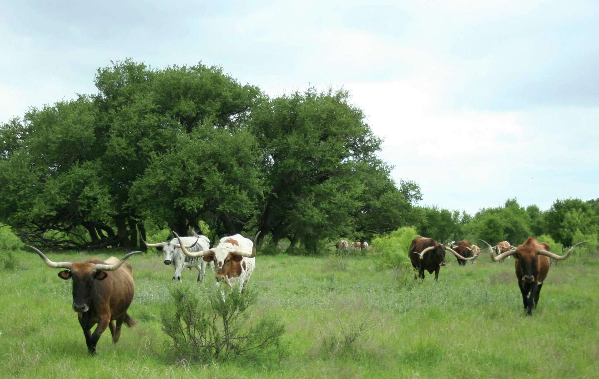 All you need to know about legendary longhorns, true Texas icons