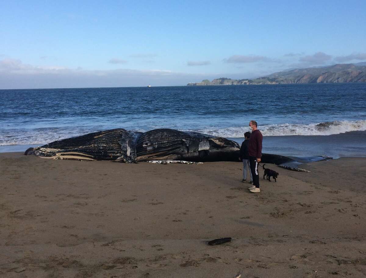 37-foot-long humpback whale washes up at SF's Baker Beach