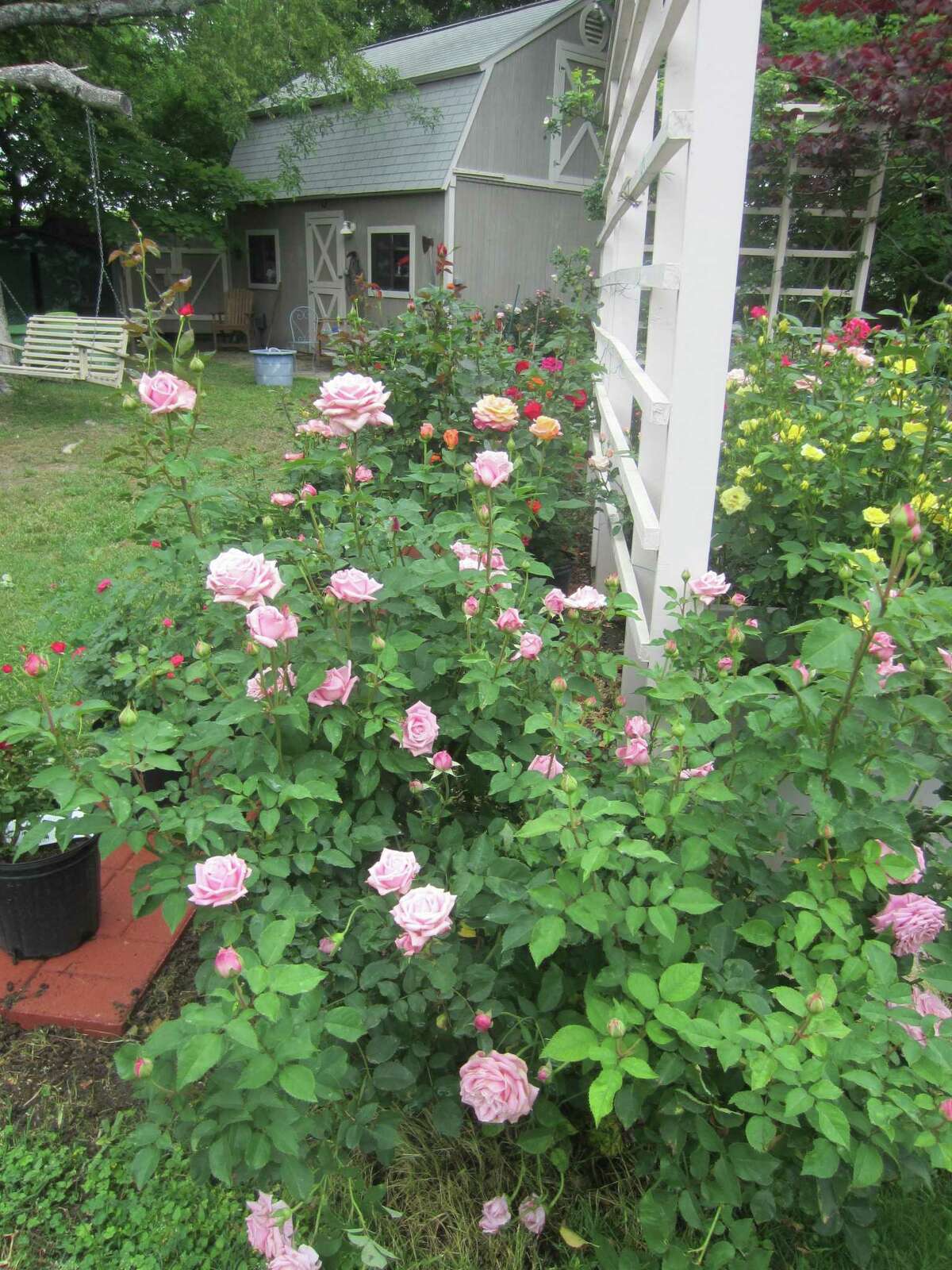 Calvin Finch: Your guide to tough, drought-tolerant roses that thrive ...