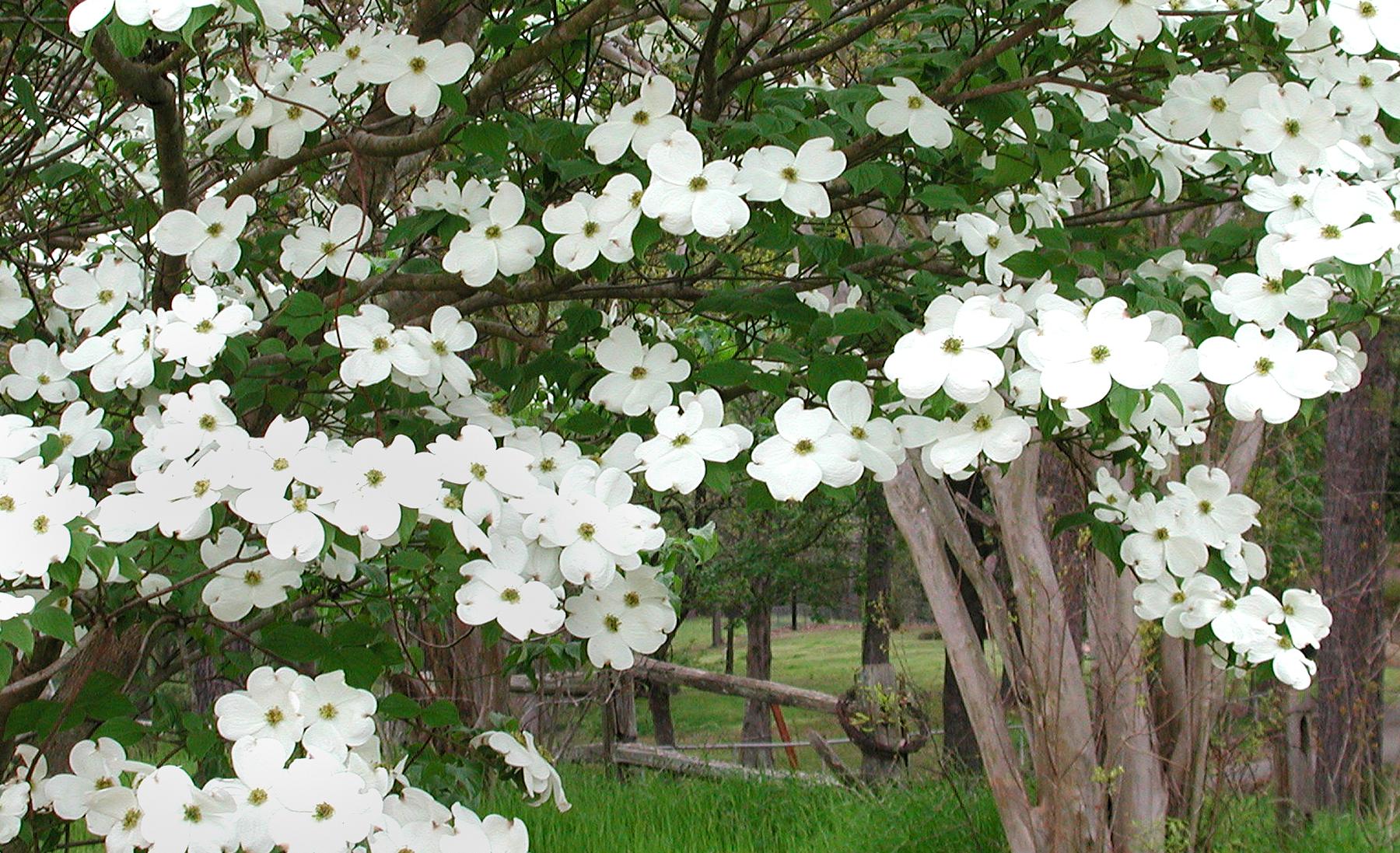 Neil Sperry: San Antonio’s weird spring weather could be causing fewer ...