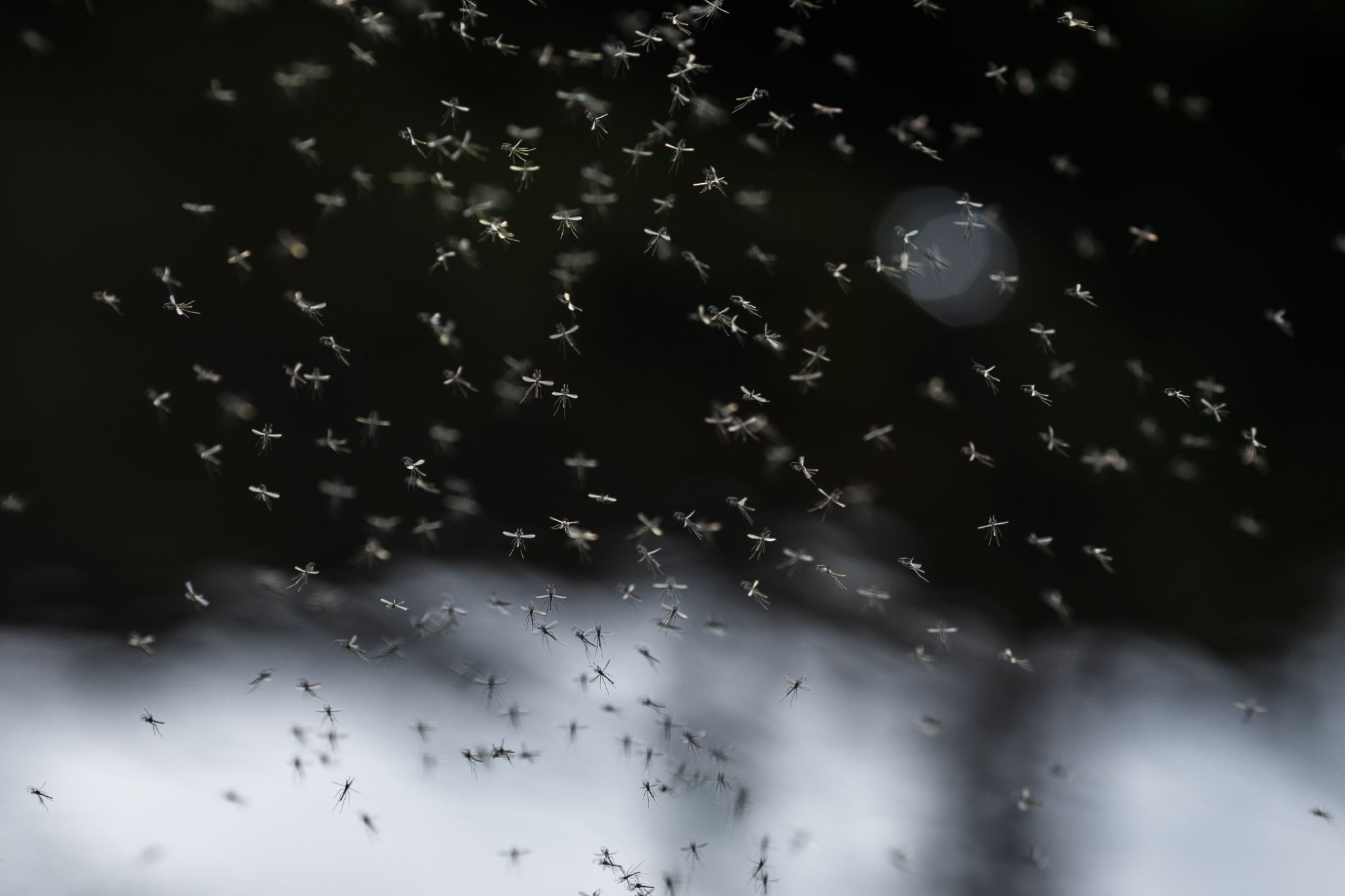 Bothered by bugs outside lately? You're not alone
