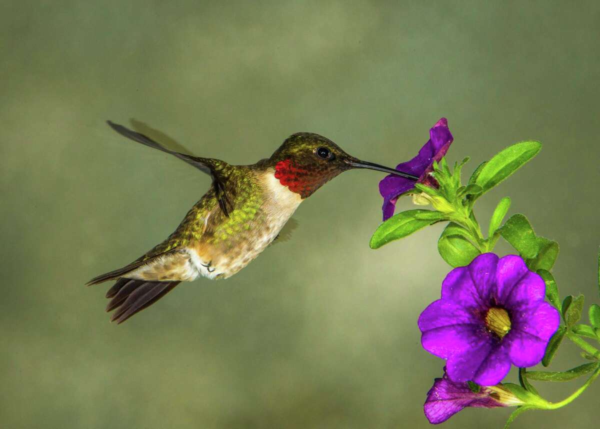Attract hummingbirds to your yard with food and flowers