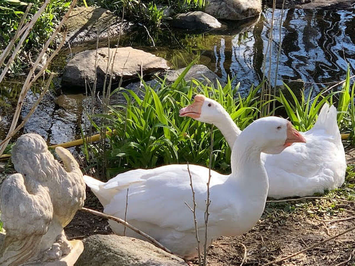 These CT farm animals can join your next virtual meeting