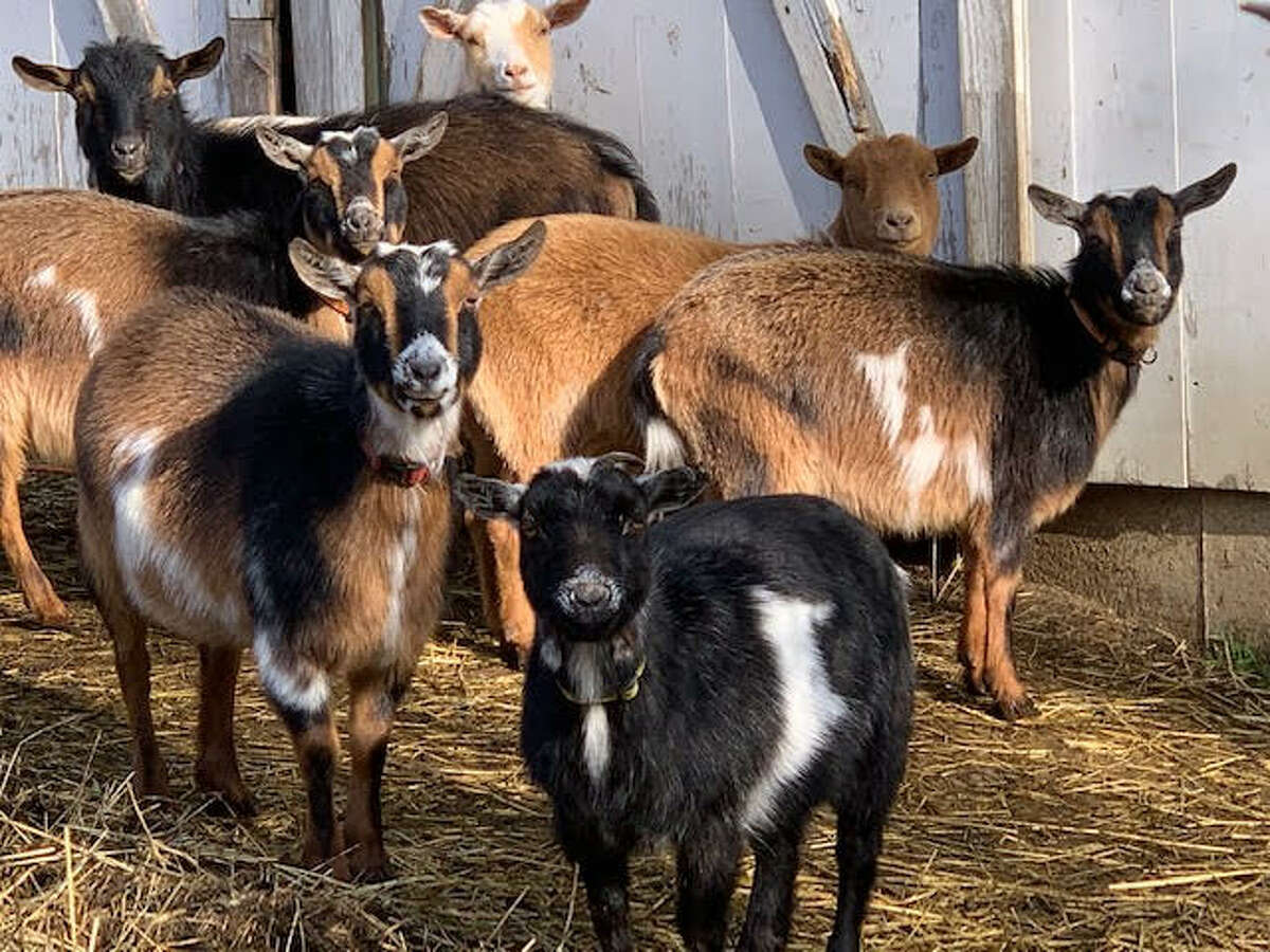 These CT farm animals can join your next virtual meeting