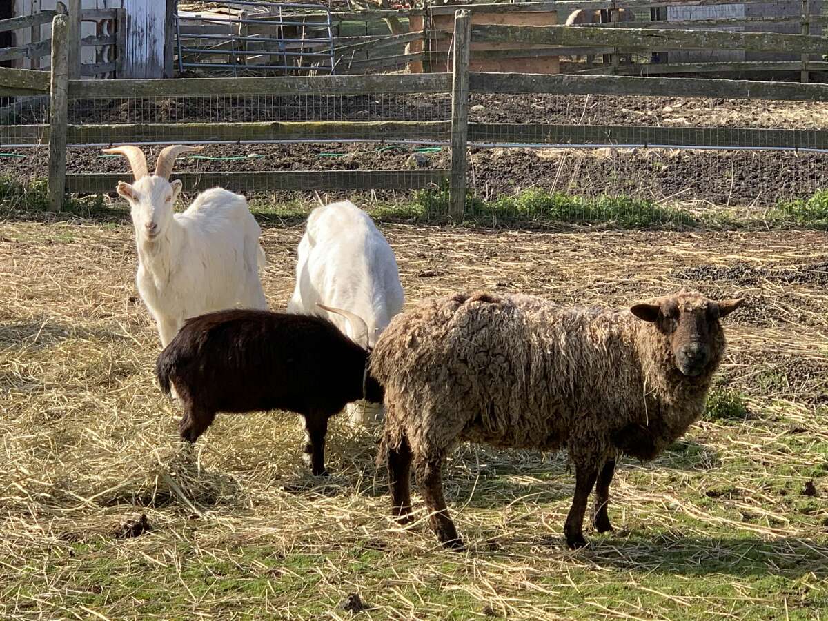 These CT farm animals can join your next virtual meeting