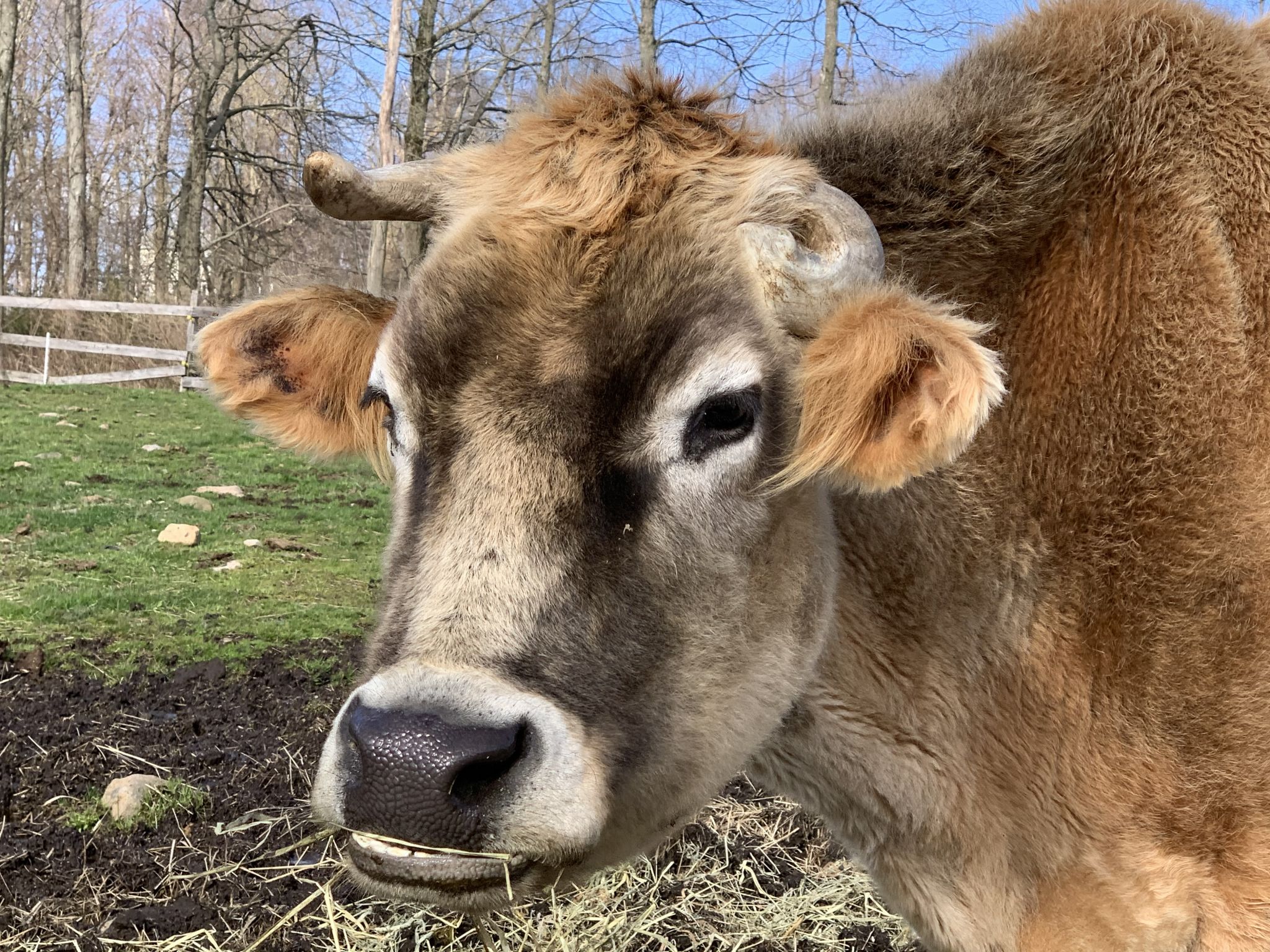 These CT farm animals can join your next virtual meeting