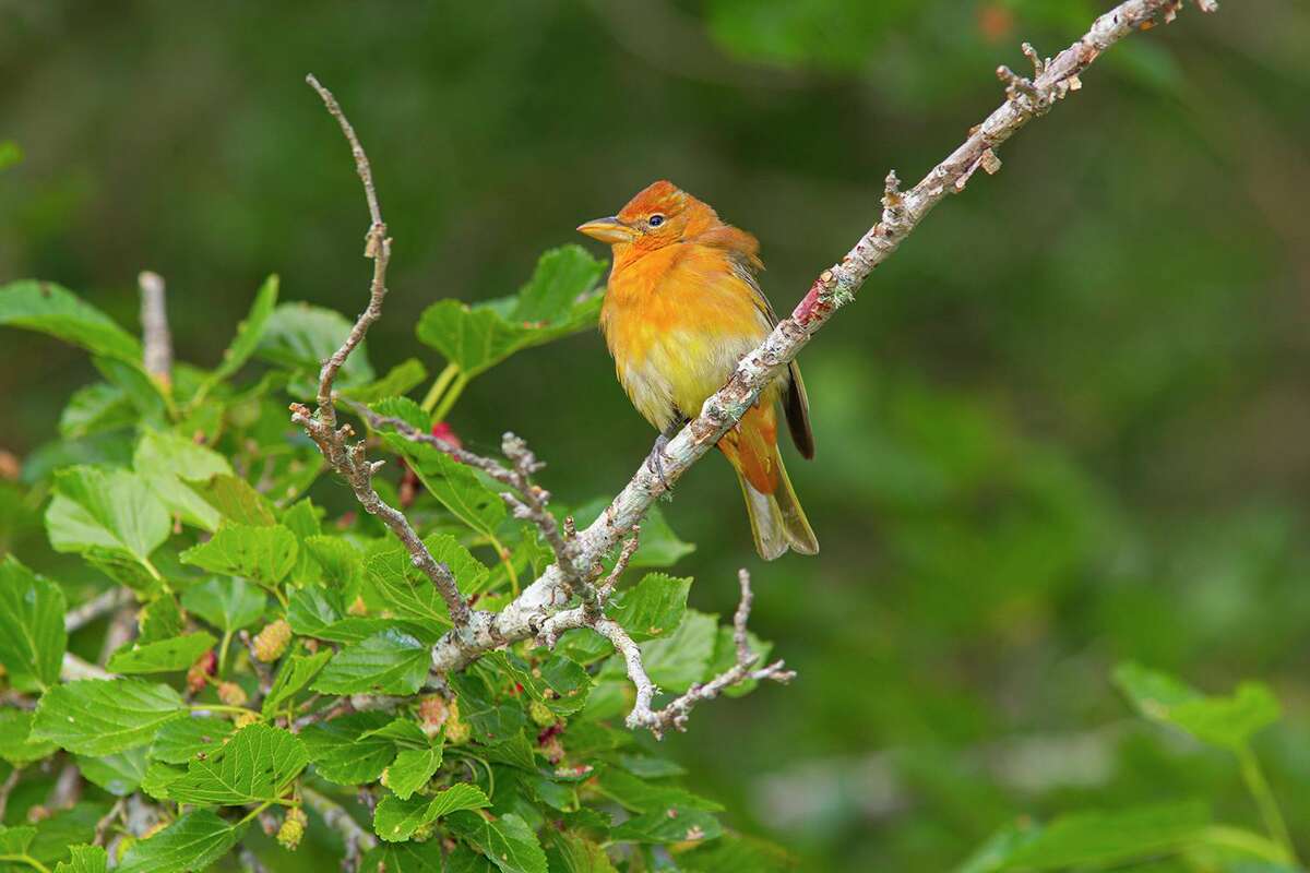 Houston bird watchers welcome the red-headed stranger, summer tanager